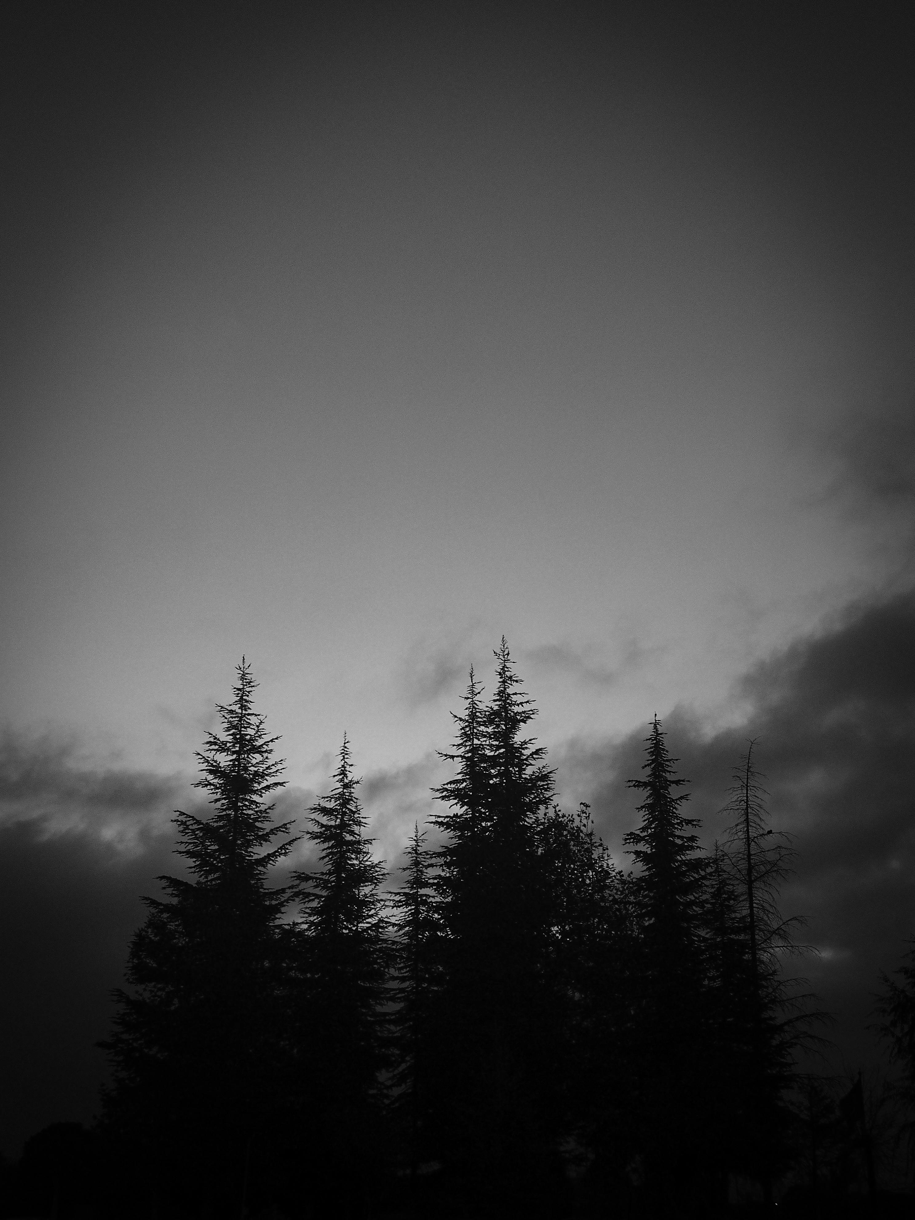 Grayscale Photo of Pine Trees · Free Stock Photo