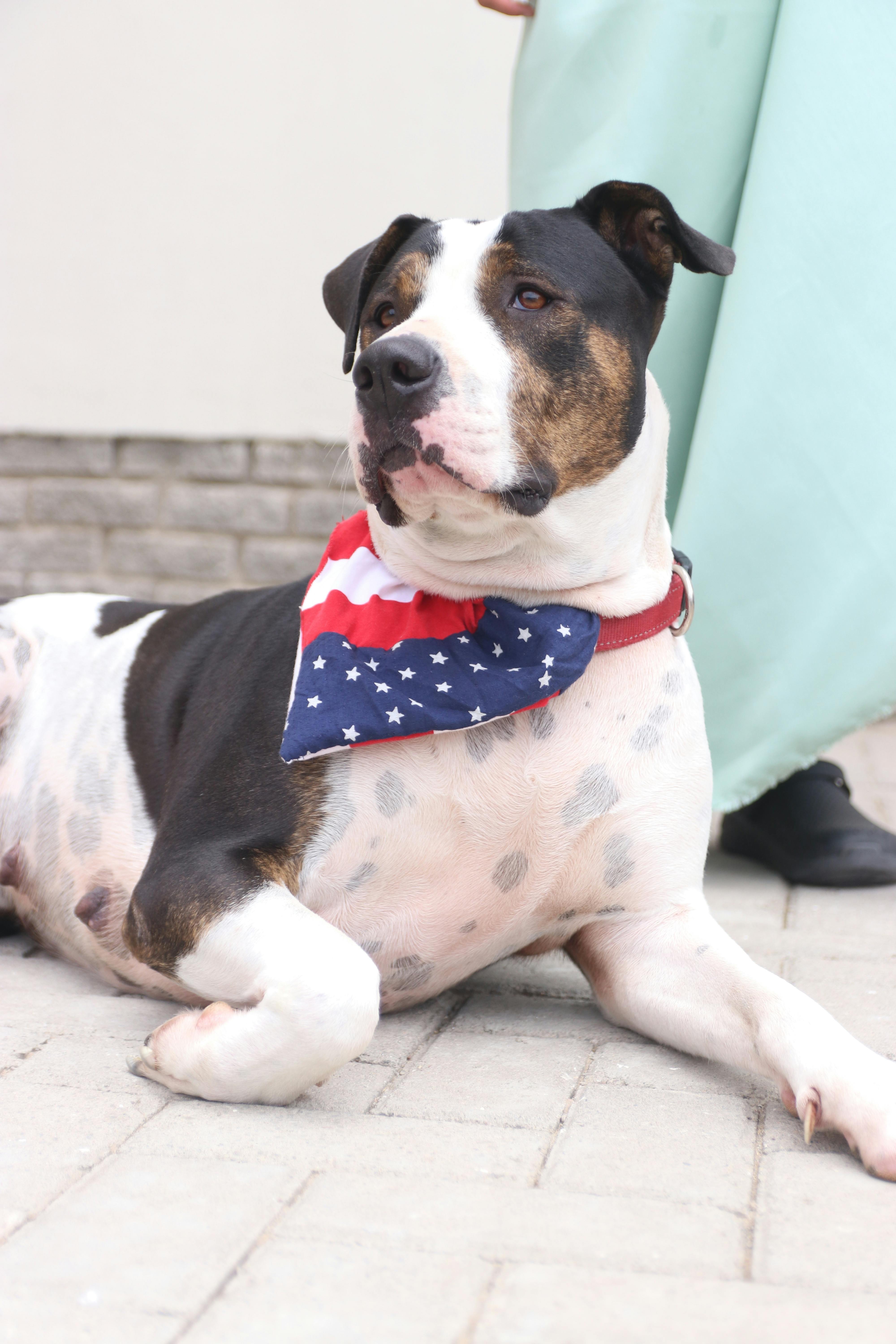 Photo of United States of America Flag · Free Stock Photo