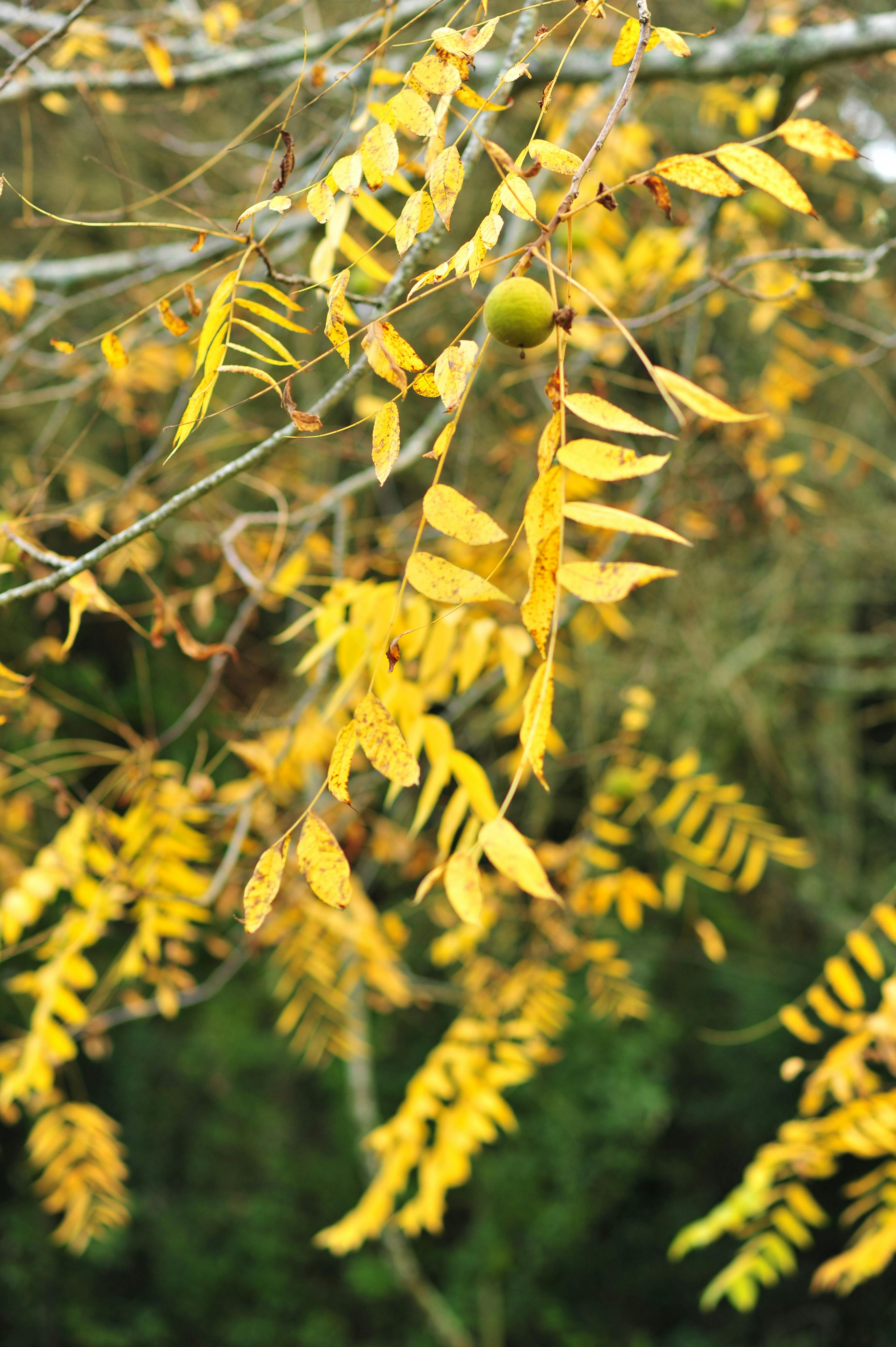 Red Trees · Free Stock Photo