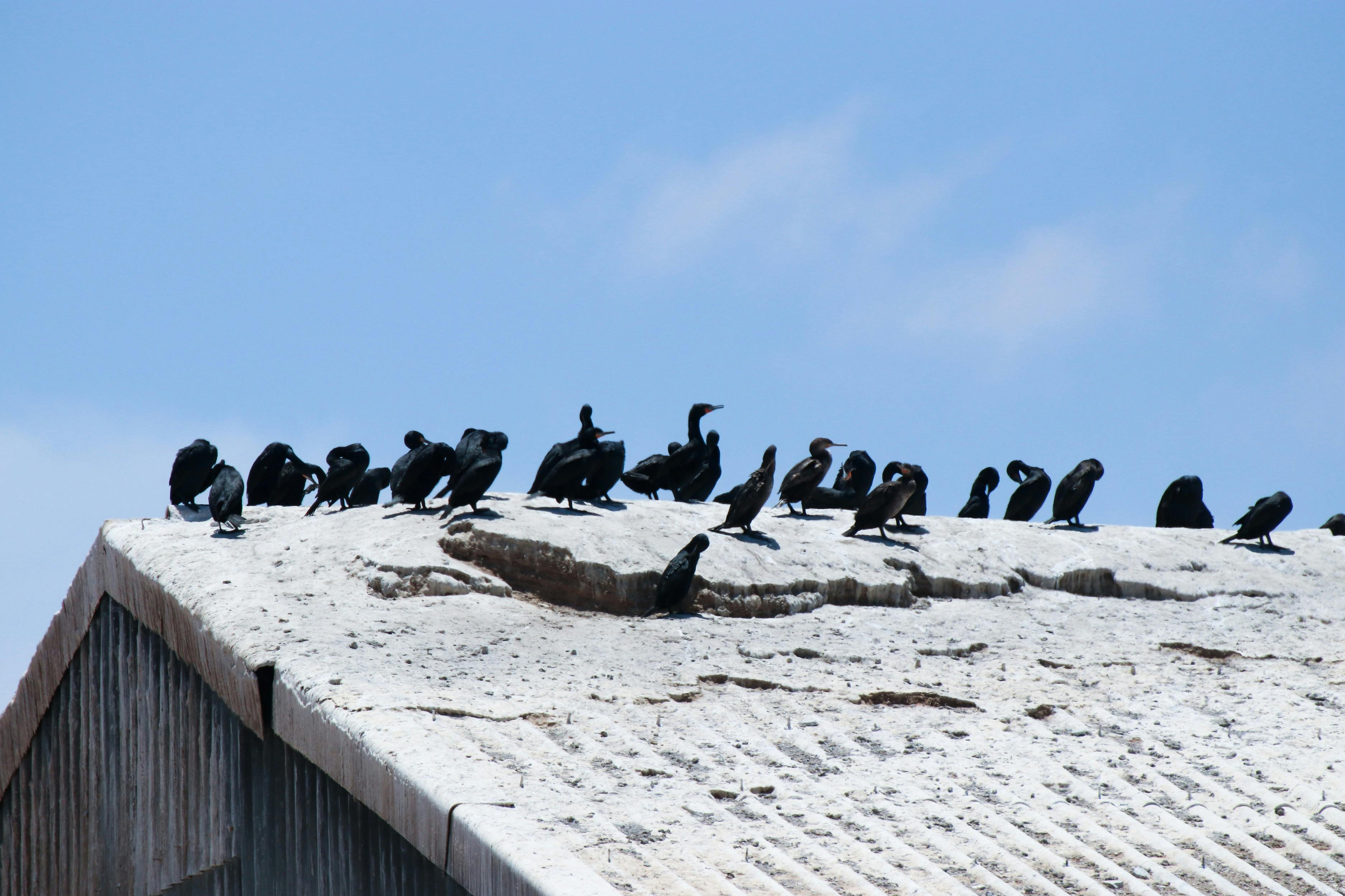 Birds on Building Roof · Free Stock Photo