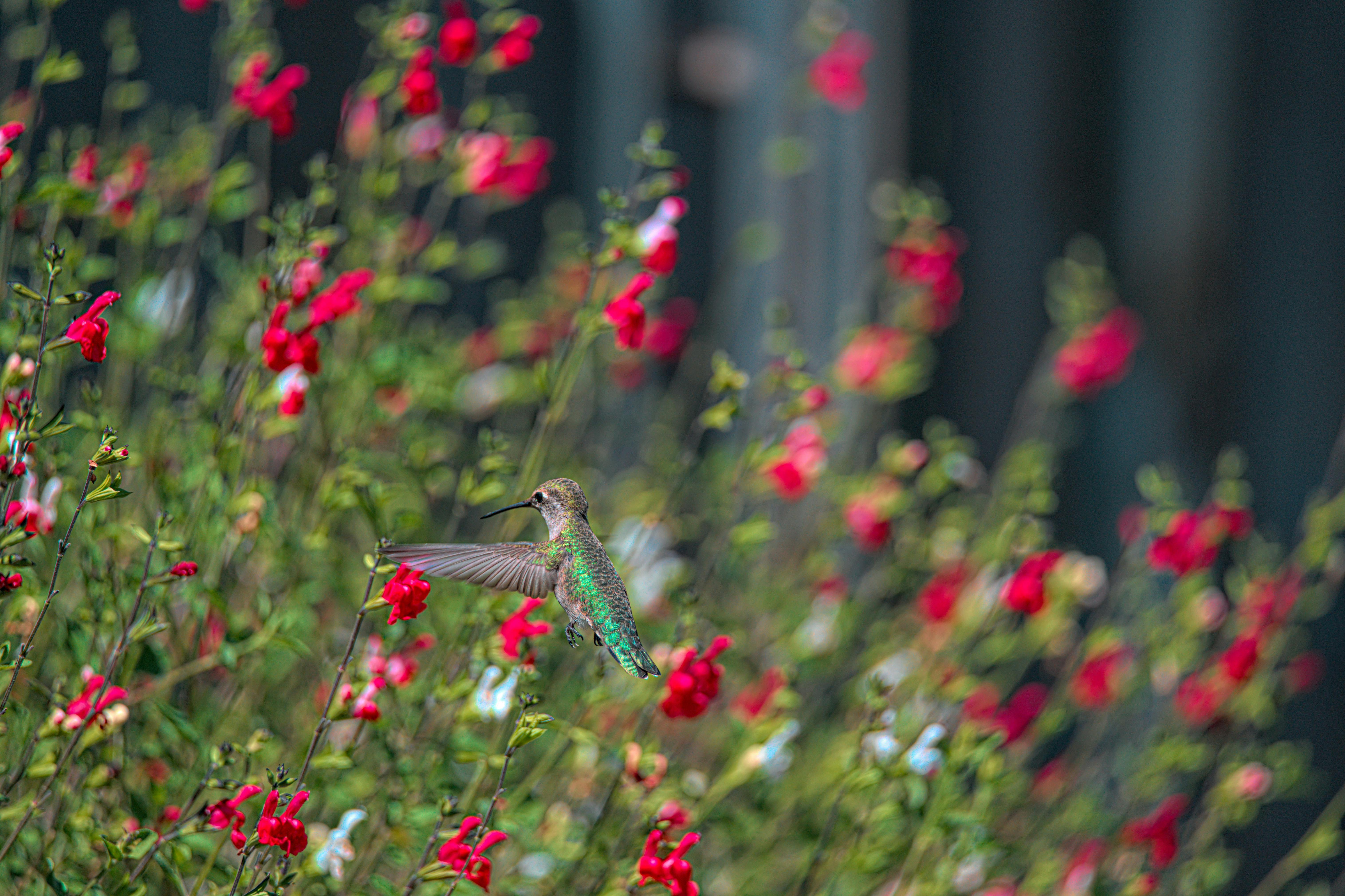 Close Up of Hummingbird near Flowers · Free Stock Photo