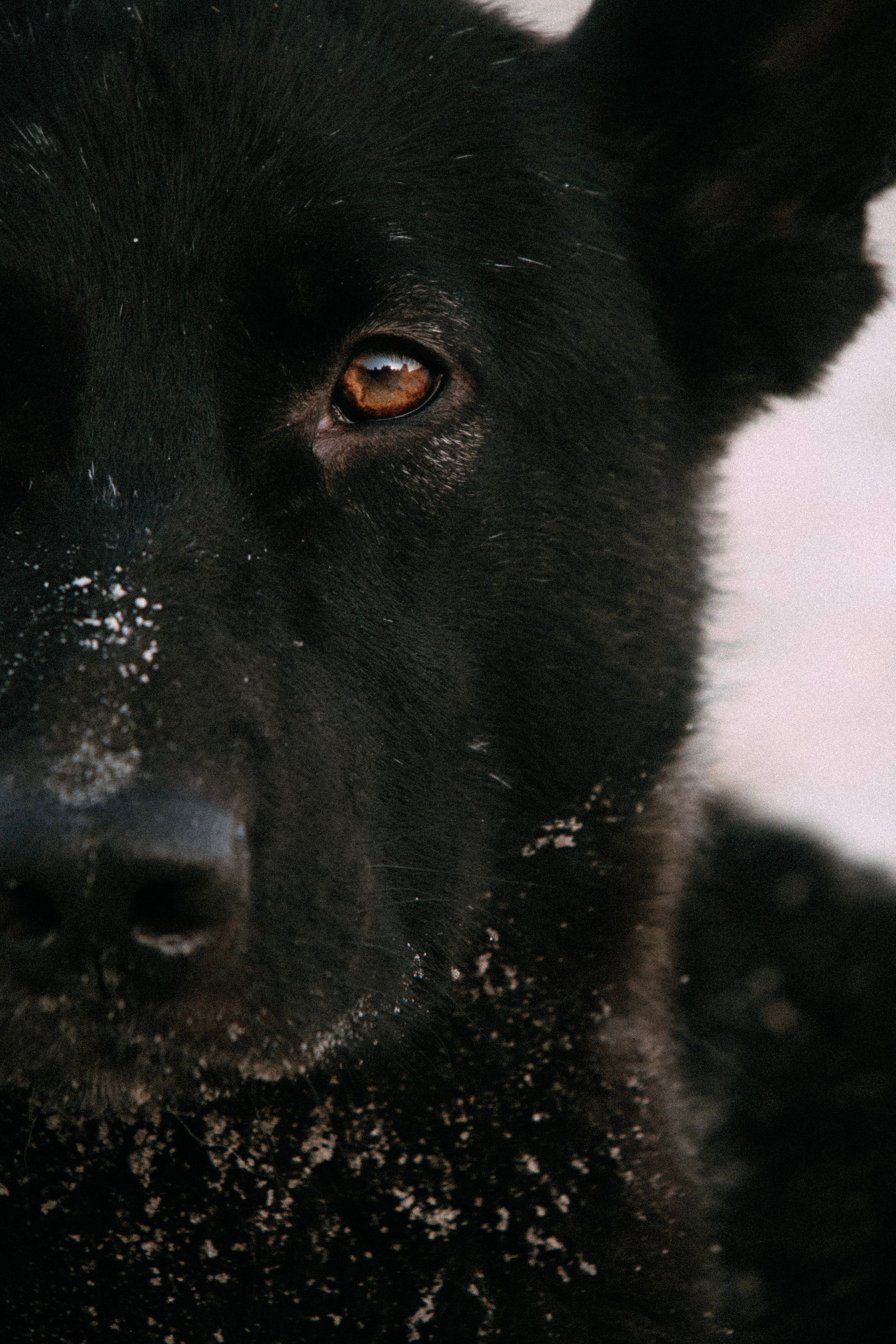 Black Short Coated Dog in Close Up Photography · Free Stock Photo