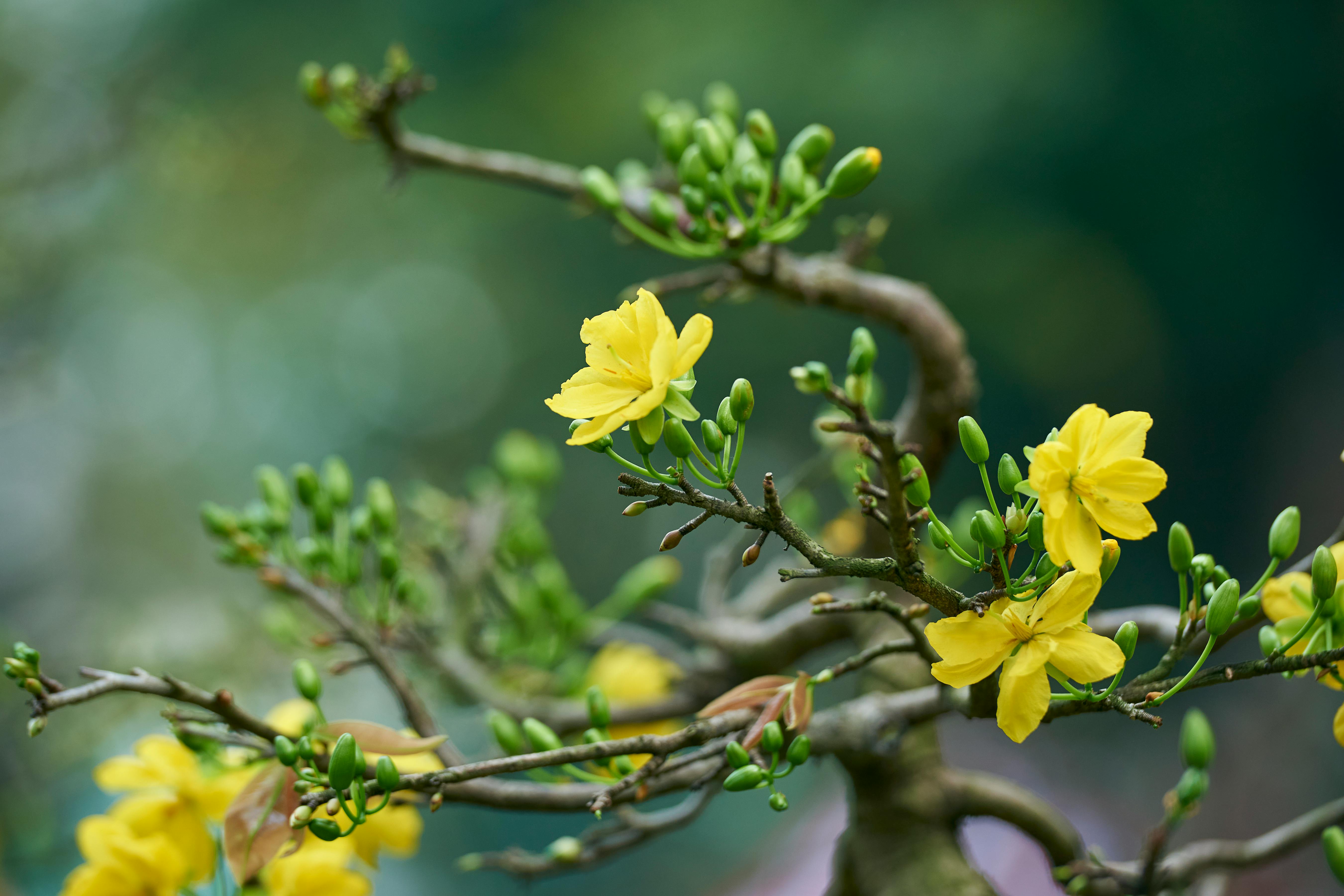 A Yellow Flowers on Tree Branches · Free Stock Photo
