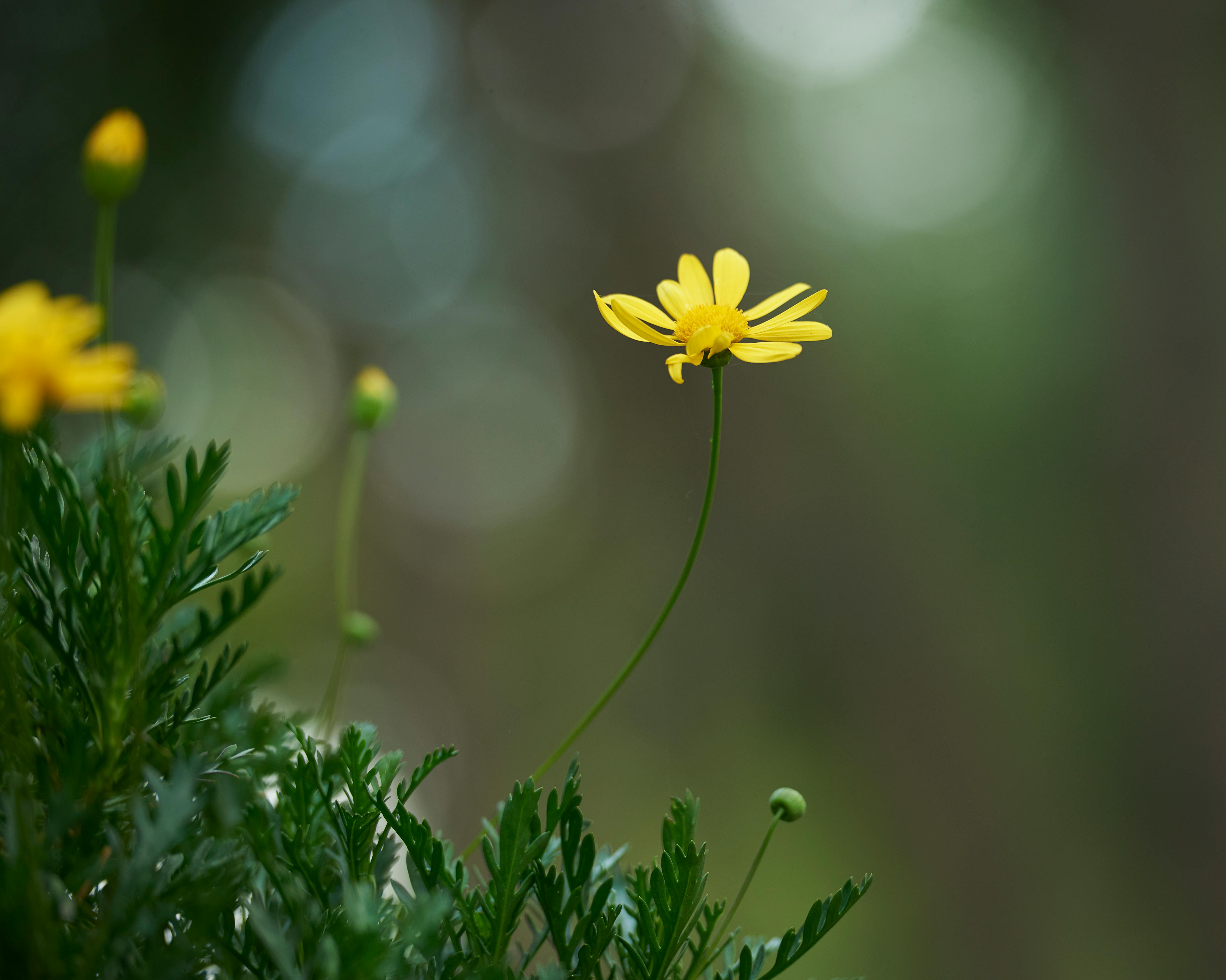 Close Up of Yellow Flowers · Free Stock Photo