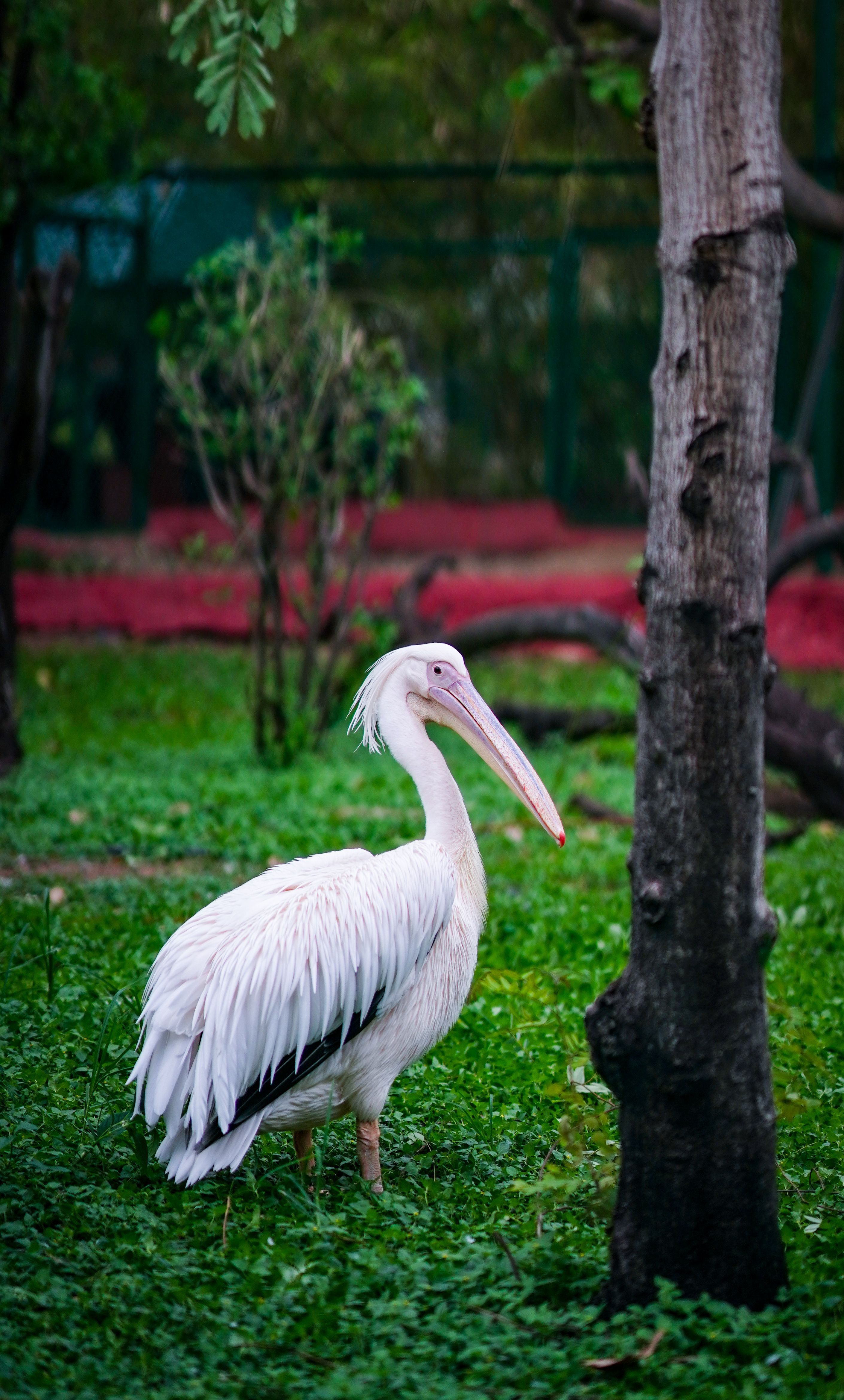 Pelicans and Flamingos Together · Free Stock Photo