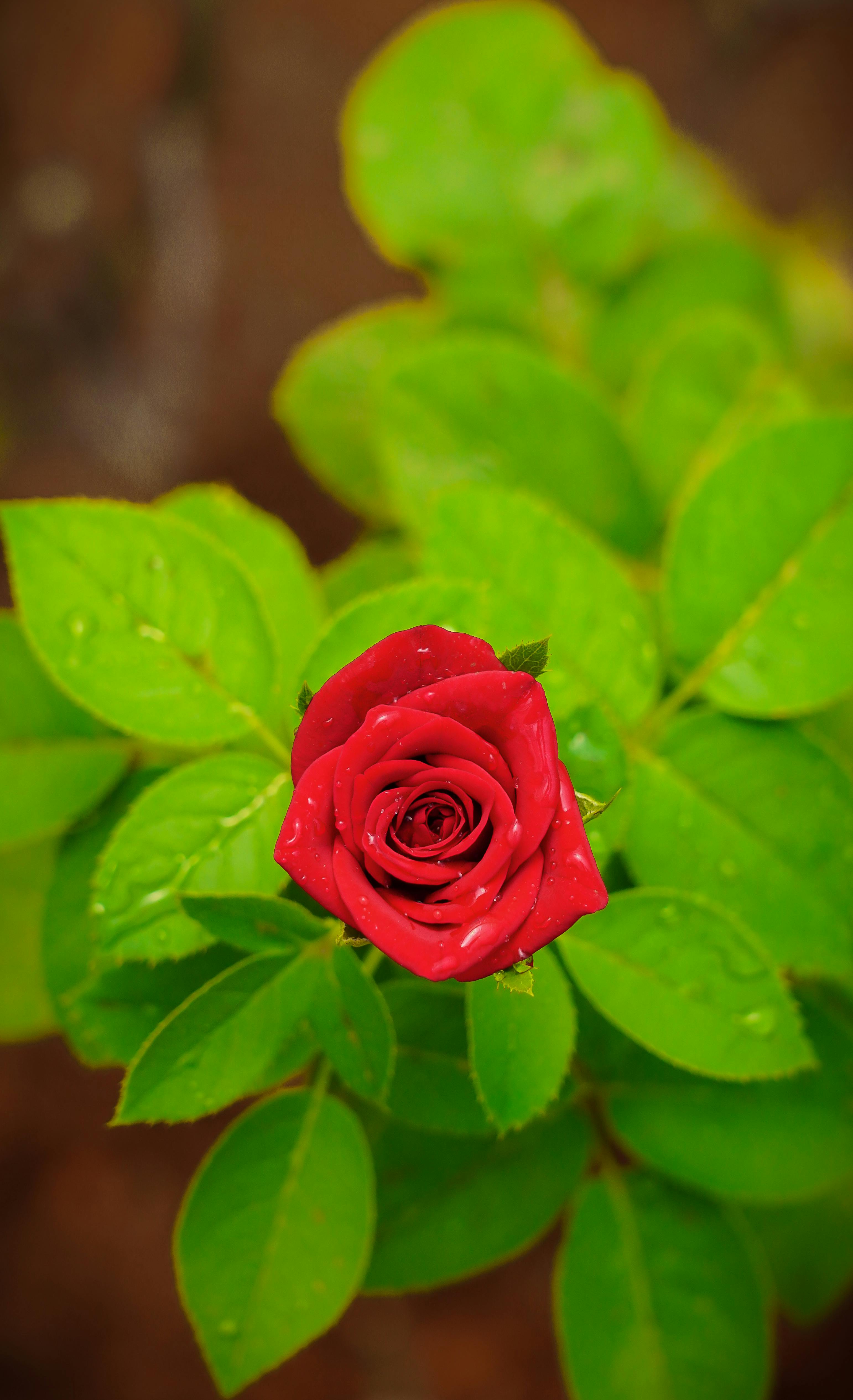 Red Roses Near the Wall · Free Stock Photo
