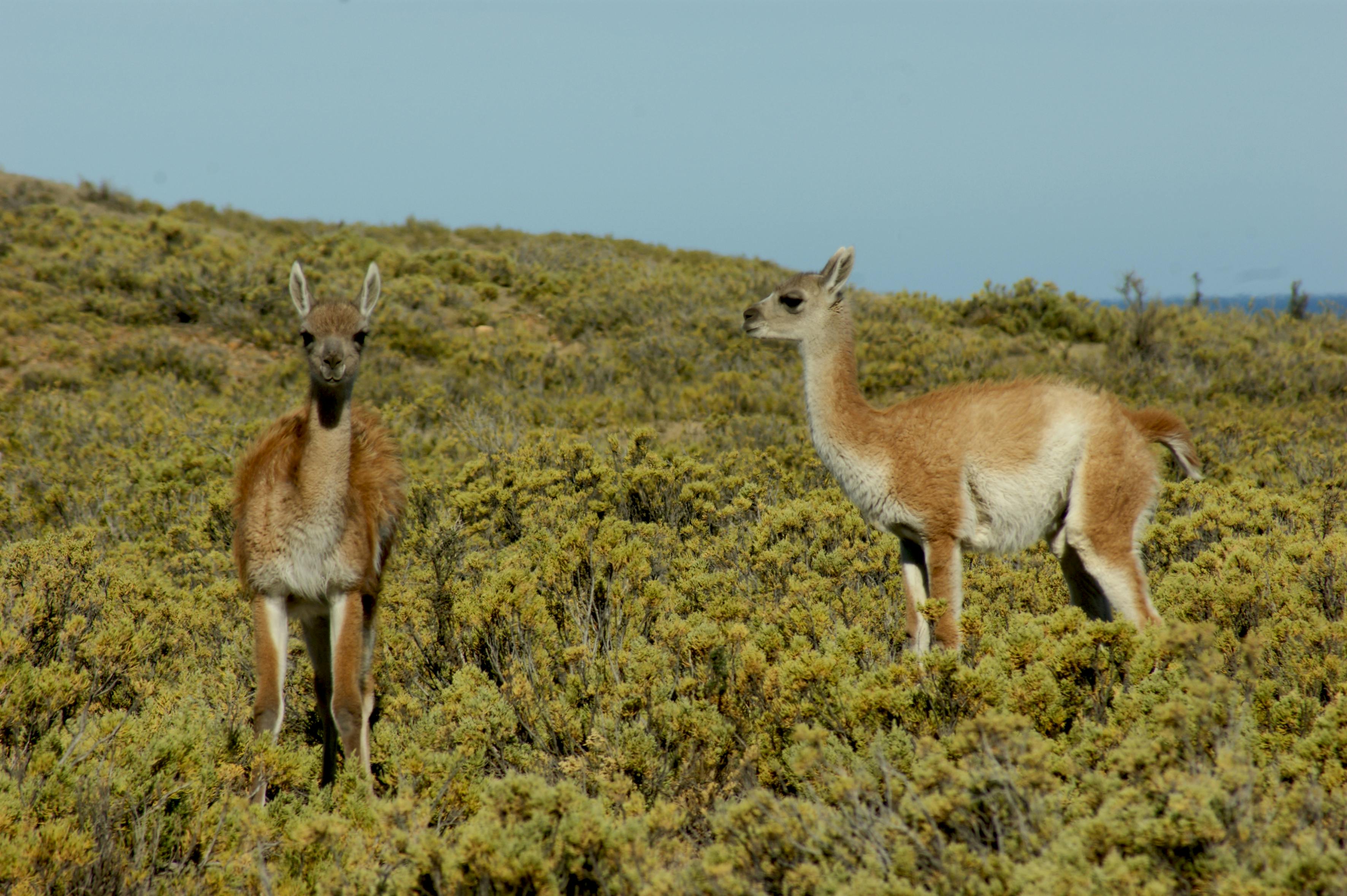 Guanacos Photos, Download The BEST Free Guanacos Stock Photos & HD Images