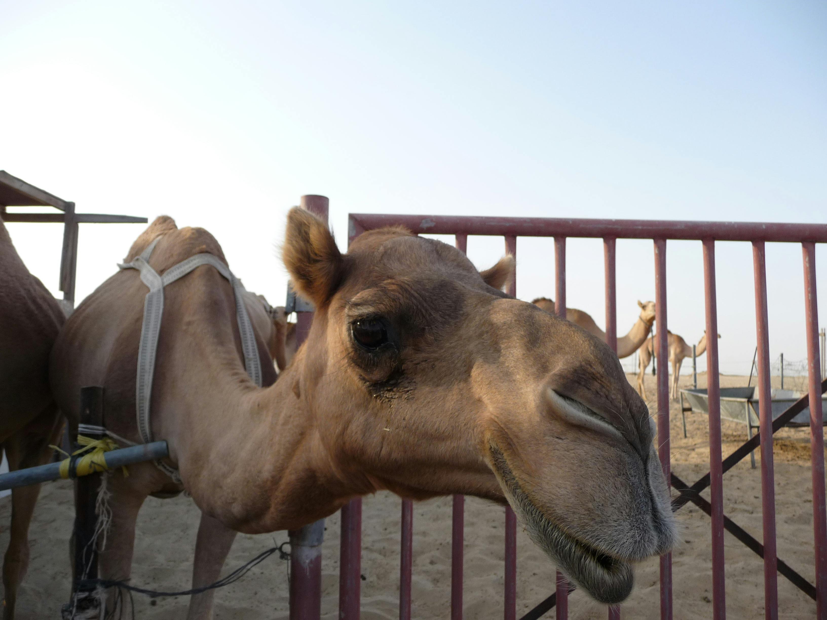 Free stock photo of Arabian camel, camel, enclosure