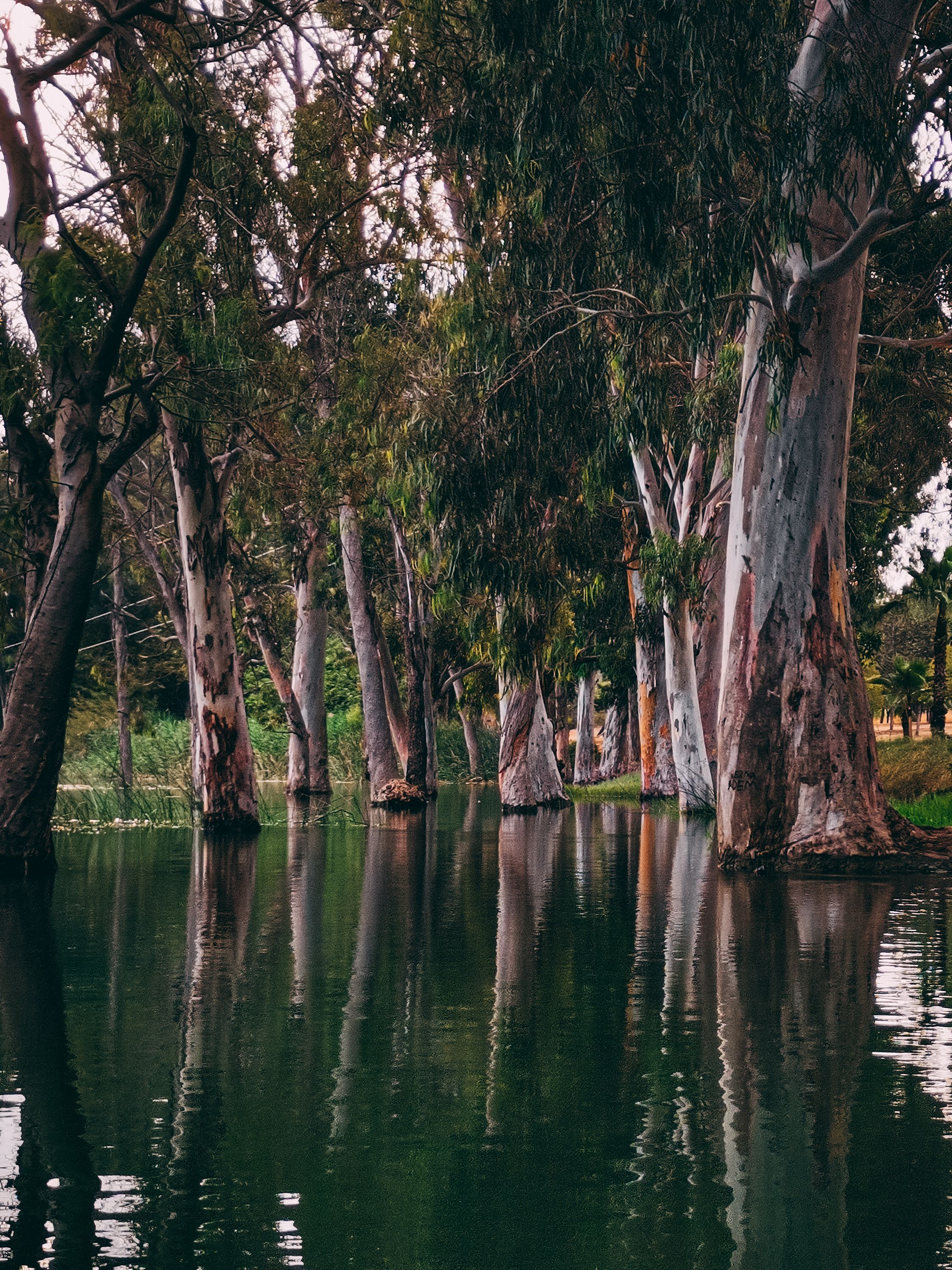 Trees in Body of Water · Free Stock Photo