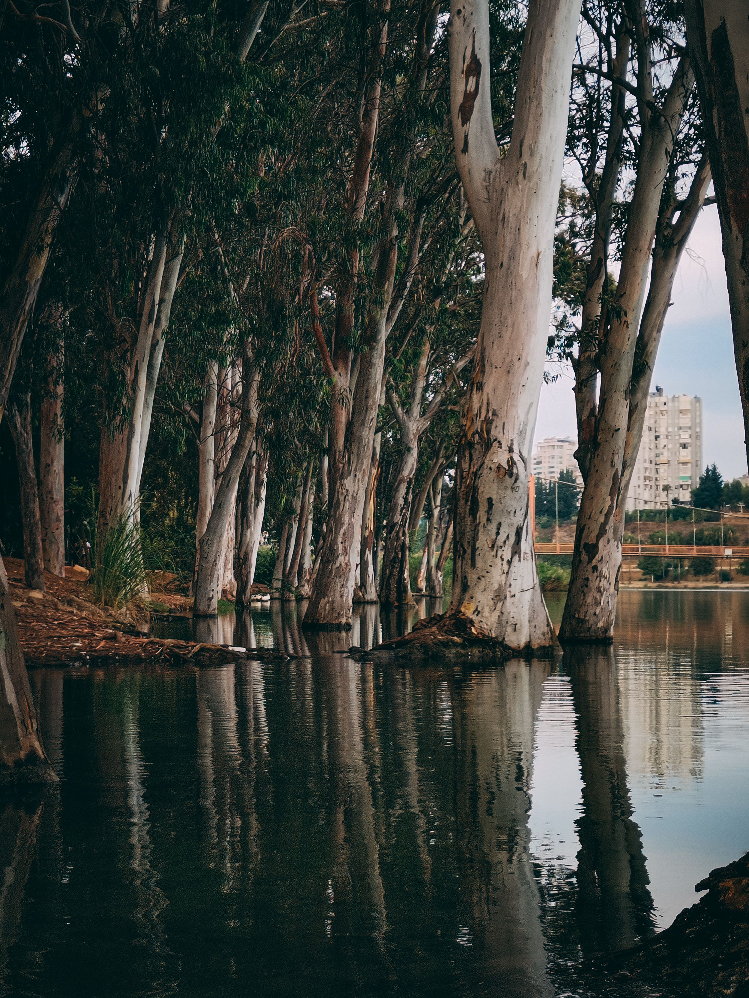 Trees In The Middle Of Body Of Water · Free Stock Photo