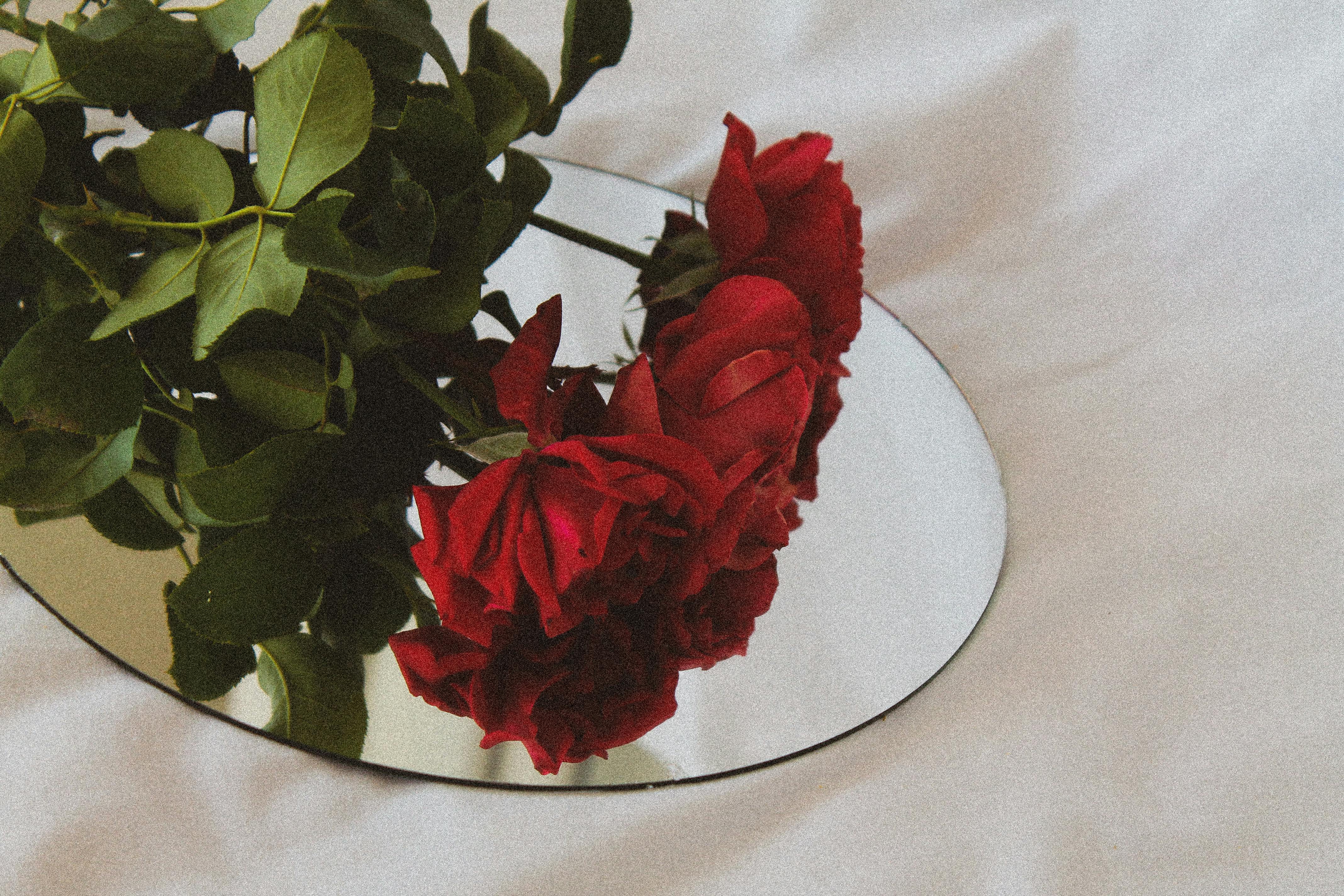 White Petaled Flower Reflection From Small Round Mirror · Free Stock Photo