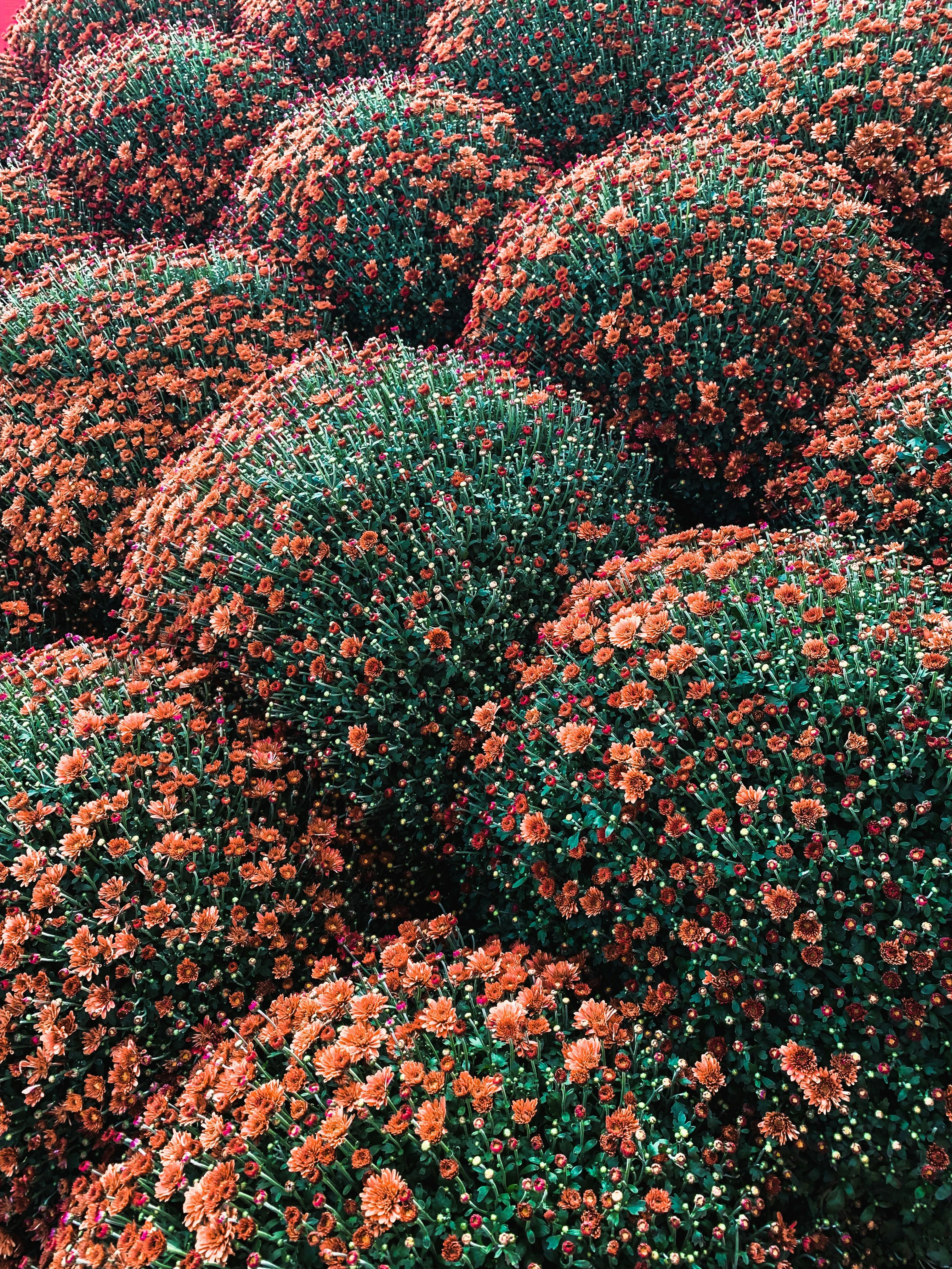 Red Flowers in Clusters · Free Stock Photo