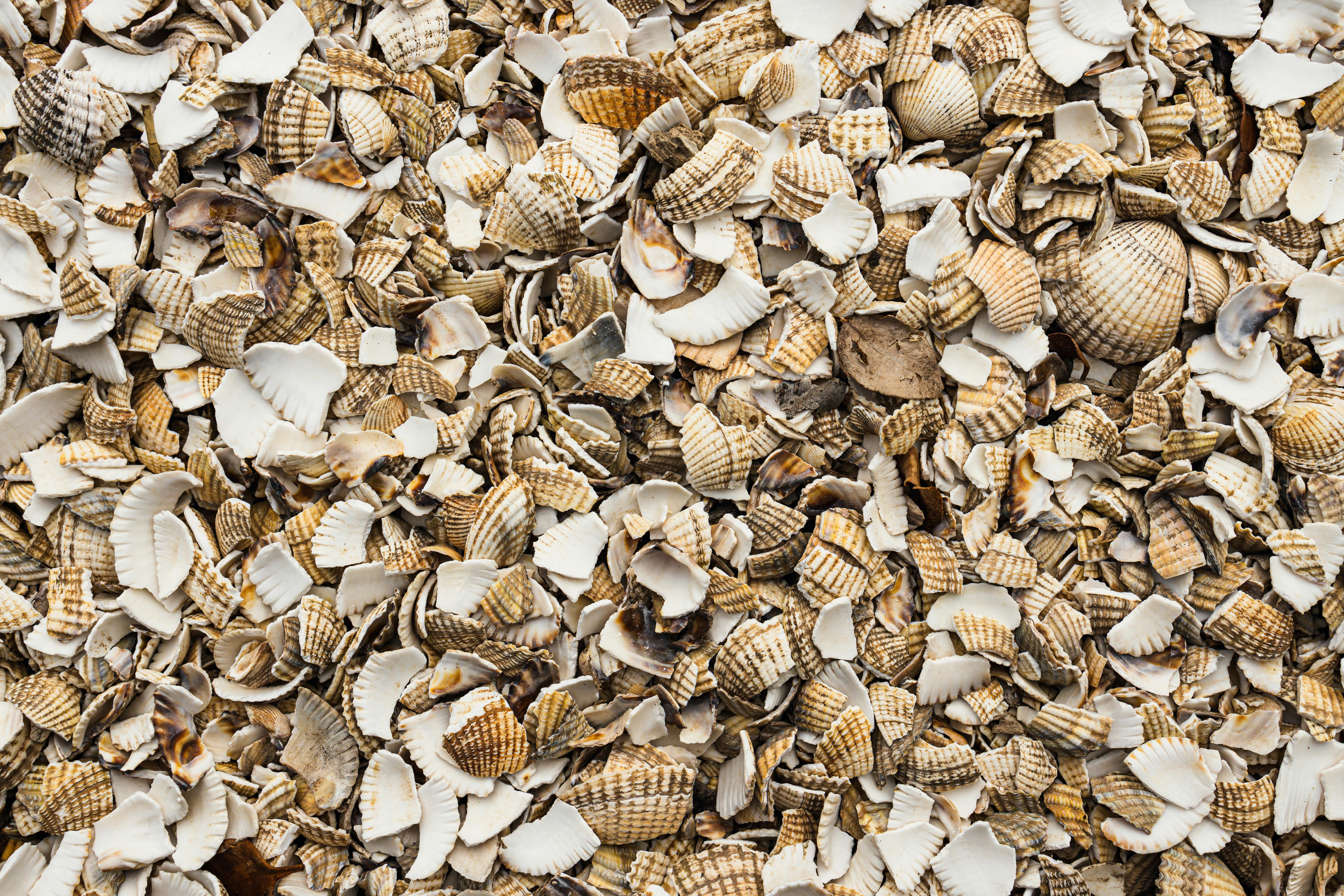 Broken White and Brown Scallop Seashells · Free Stock Photo