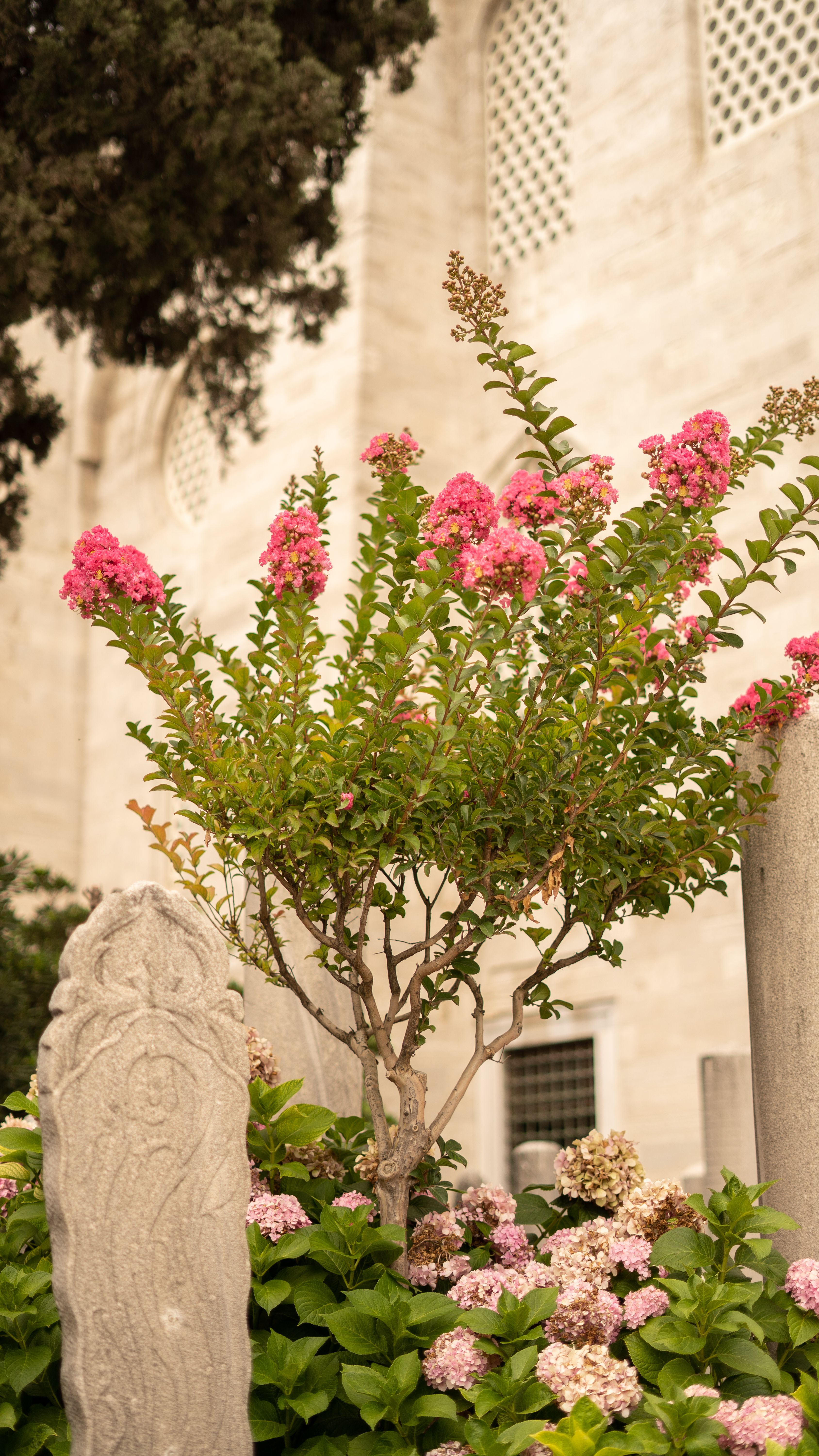 Flowering Shrubs in the Garden · Free Stock Photo