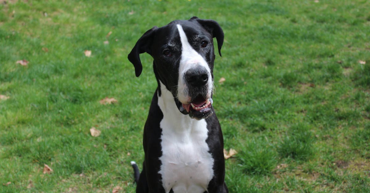 Free stock photo of dog, floppy face, great dane Free stock photo of dog, floppy face, great dane