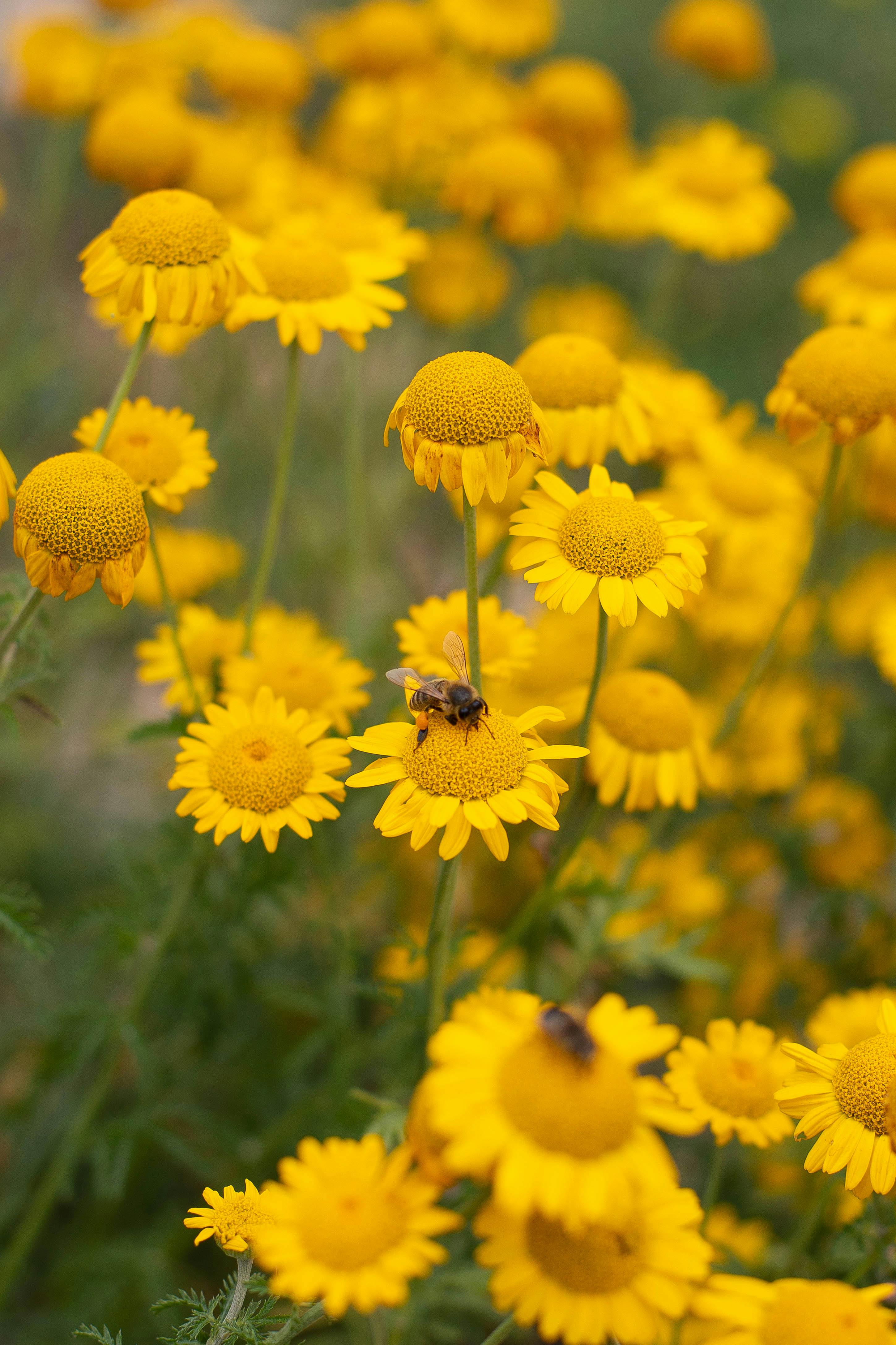Field Of Golden Flowers Photos, Download The BEST Free Field Of Golden ...