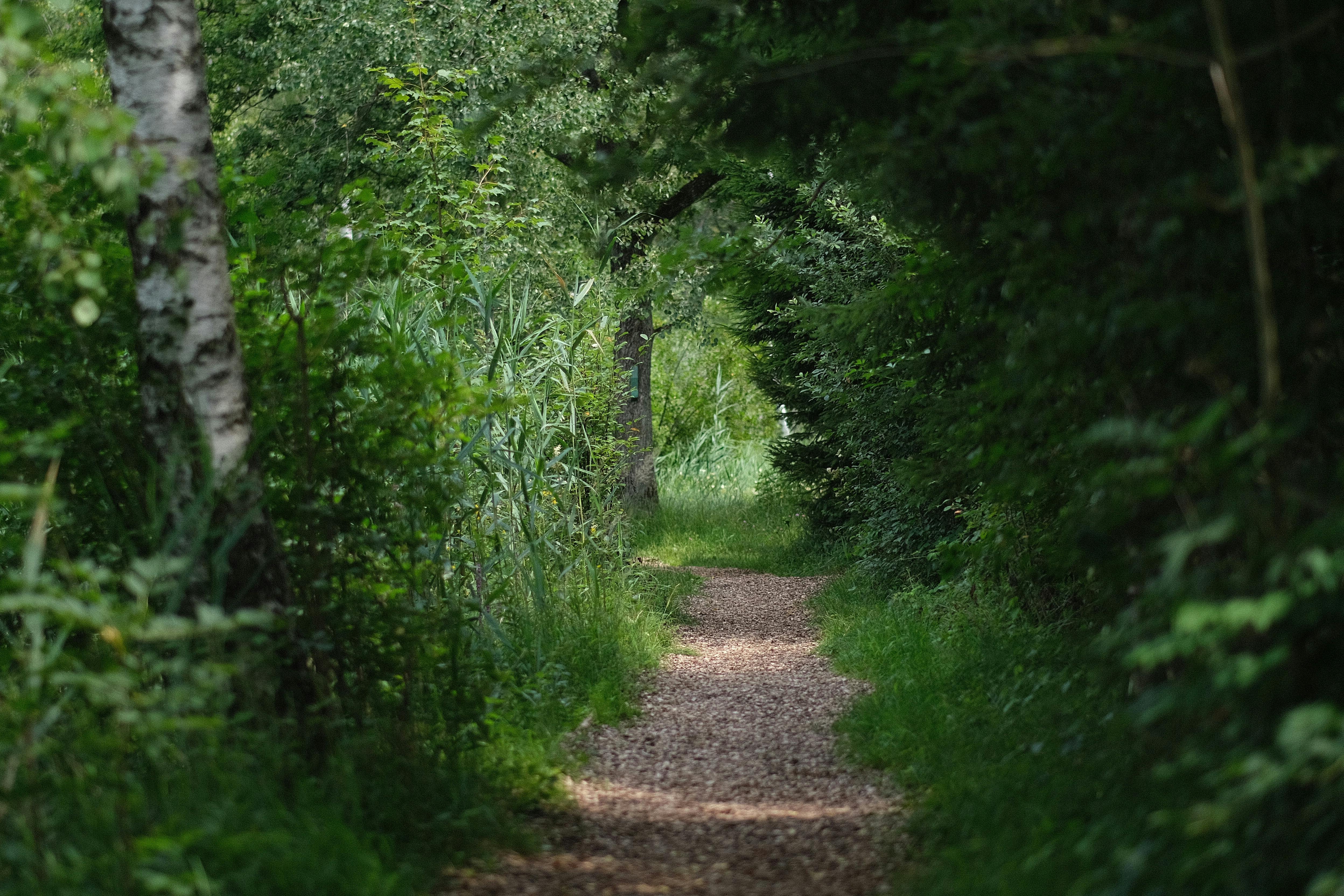 Photo of a Path Between Green Plants · Free Stock Photo