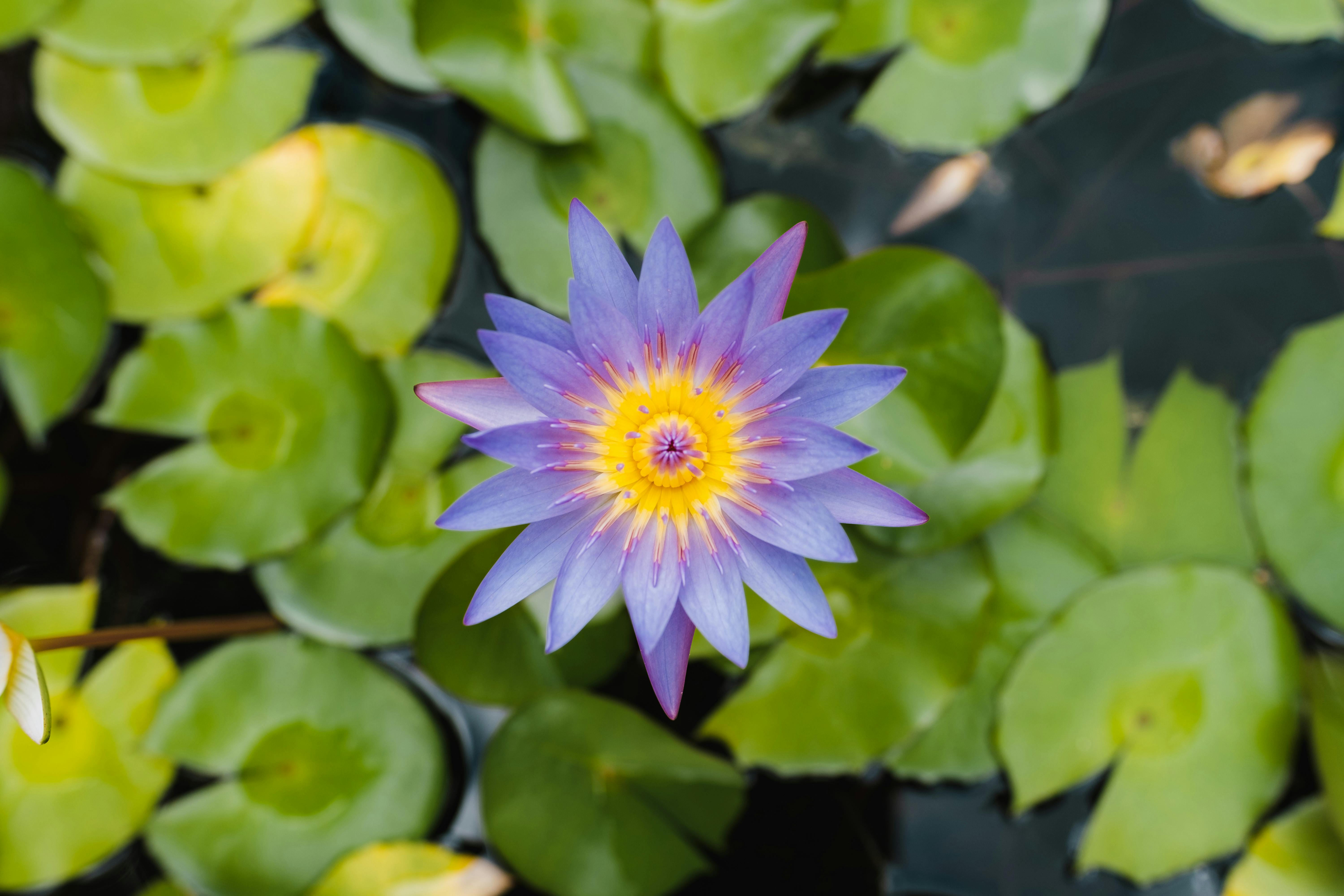 Overhead Shot of a Purple and Yellow Egyptian Lotus · Free Stock Photo