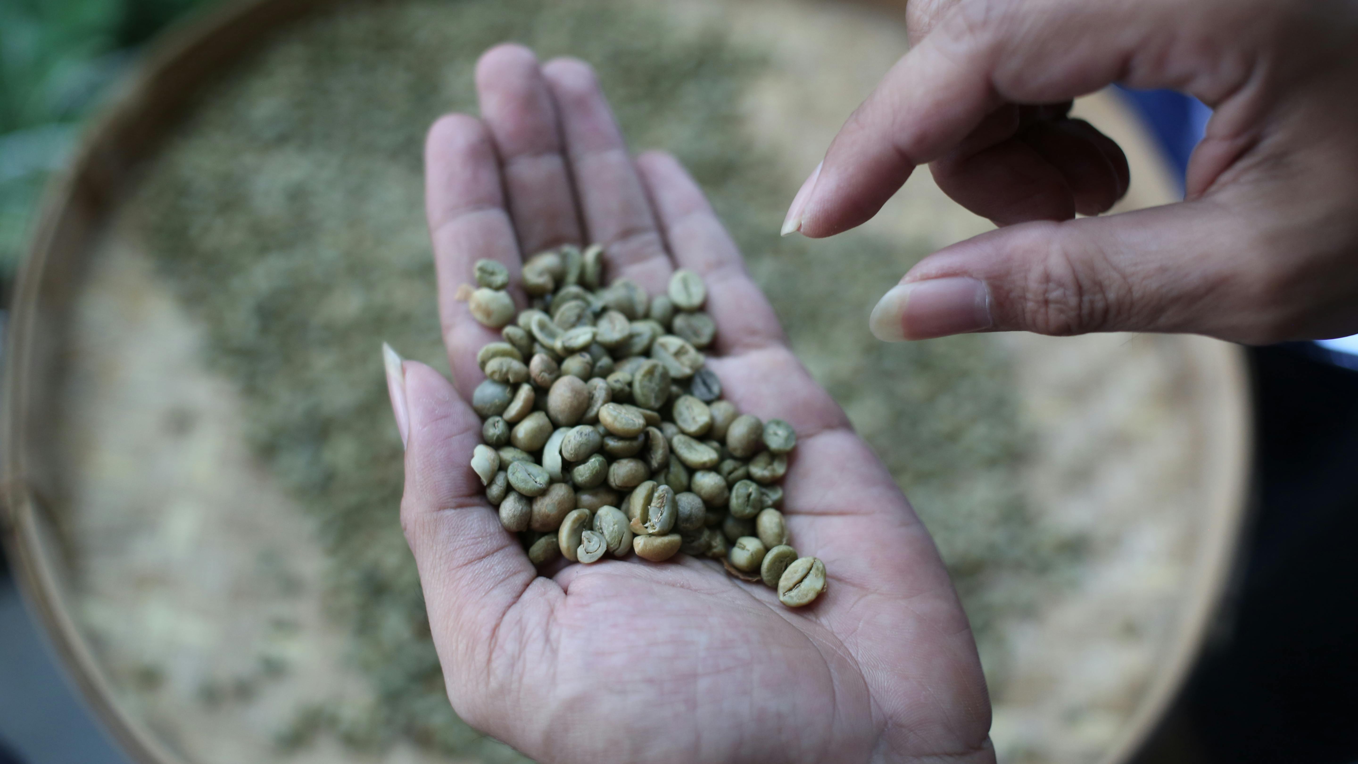 Person Picking coffee beans · Free Stock Photo