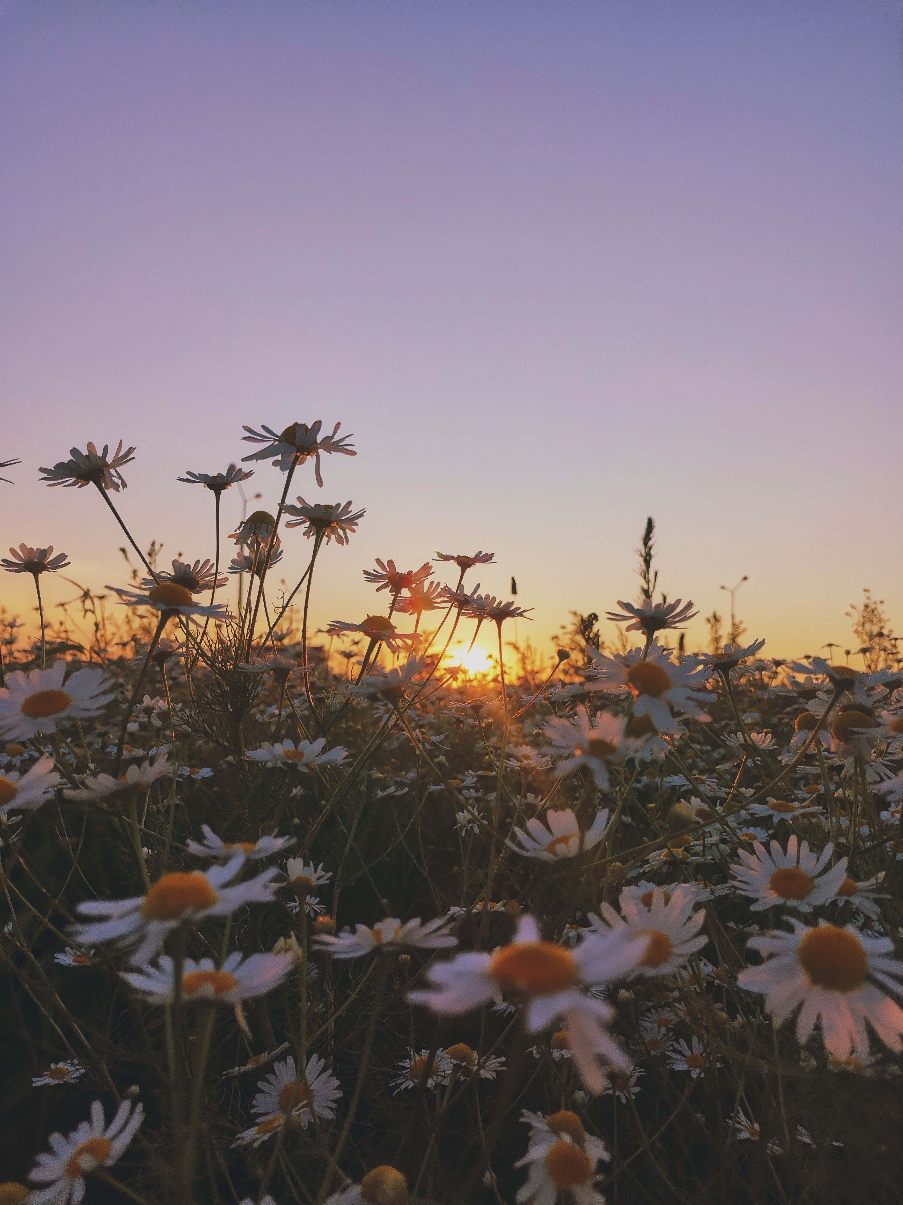 Daisy Field Sunset
