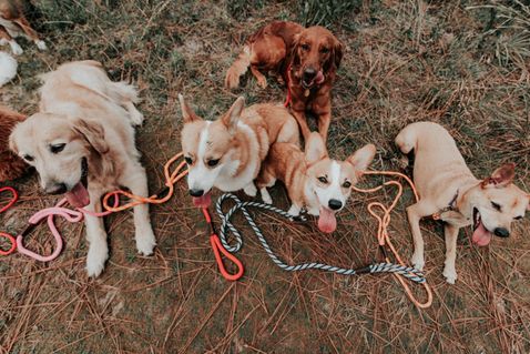 Beagle Dogs Hunting: Expert Tips for Successful Canine Hunts