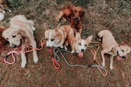 The Domestic Dog Origins Evolution And Fascinating Facts The Domestic Dog Origins Evolution And Fascinating Facts