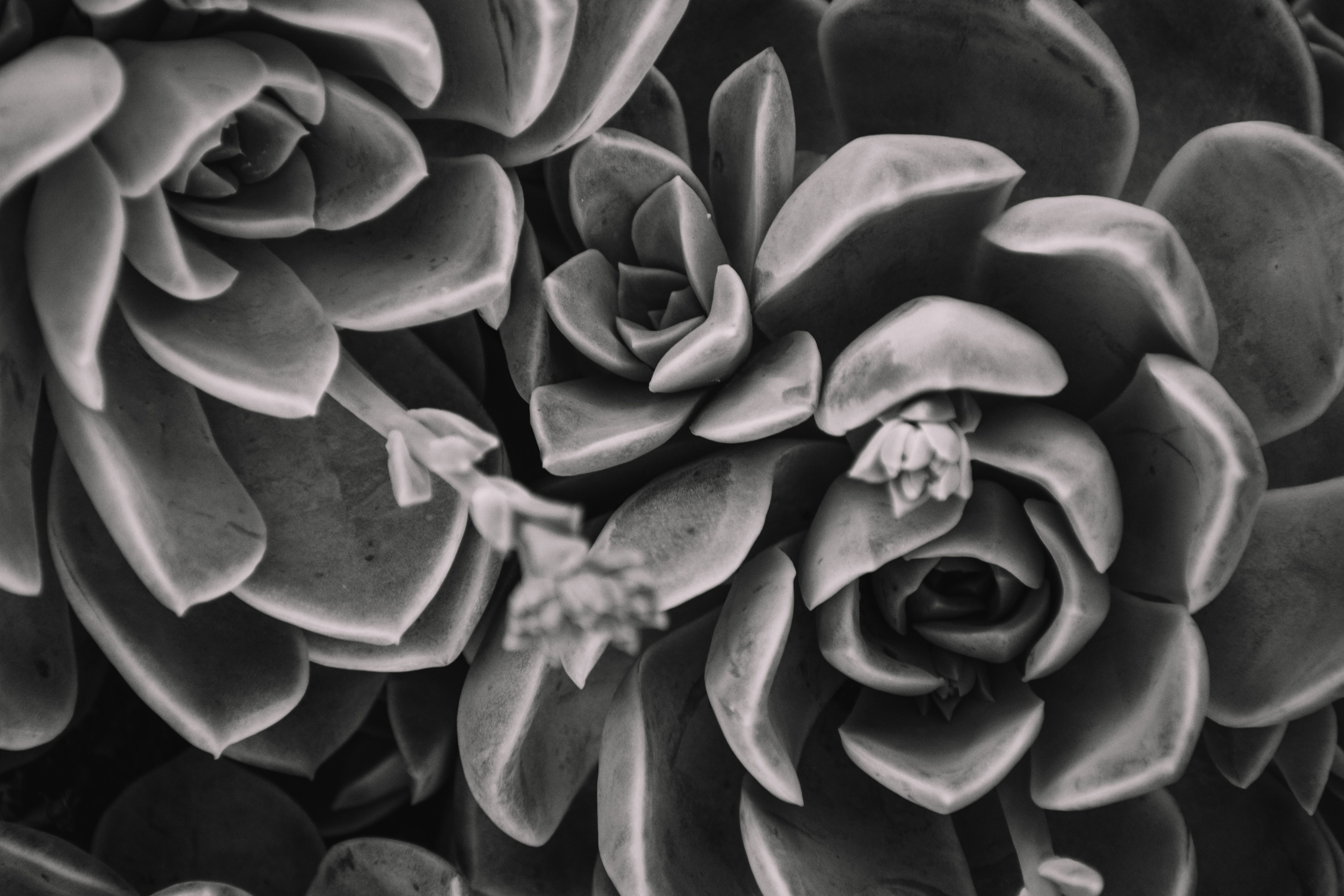 Grayscale Photo of Mushrooms · Free Stock Photo
