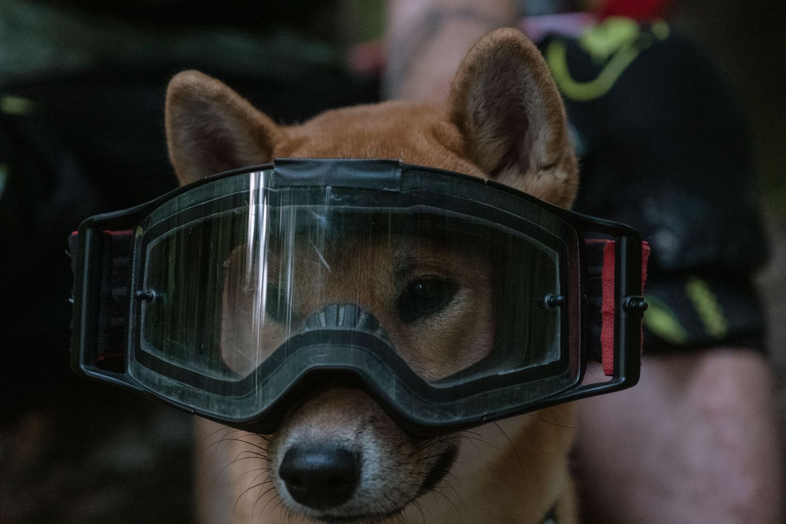 Uncovering the Ancient History of the Old Shiba Inu Breed