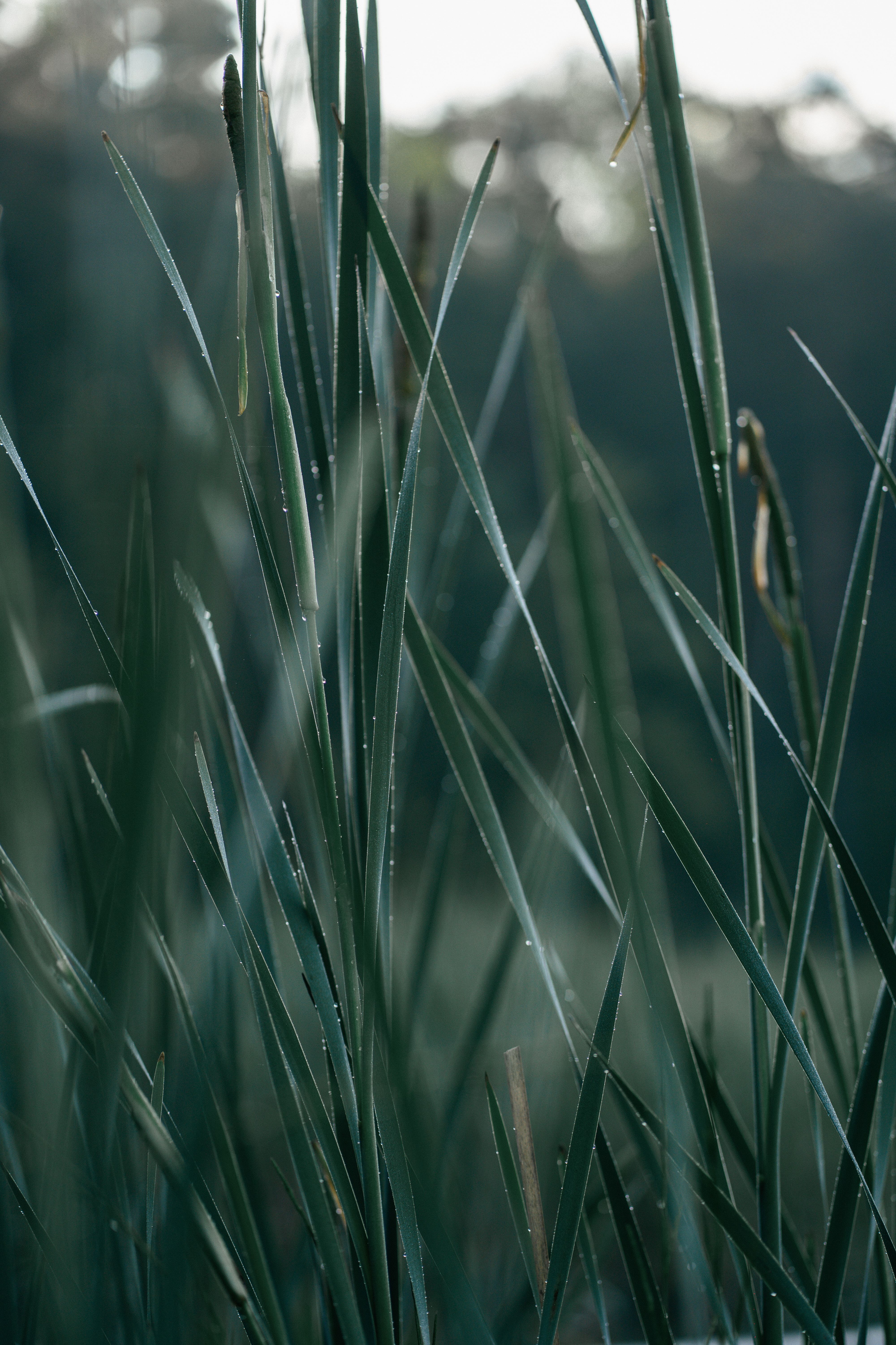 50,000+ Best Scandinavian Plants Photos · 100% Free Download · Pexels ...