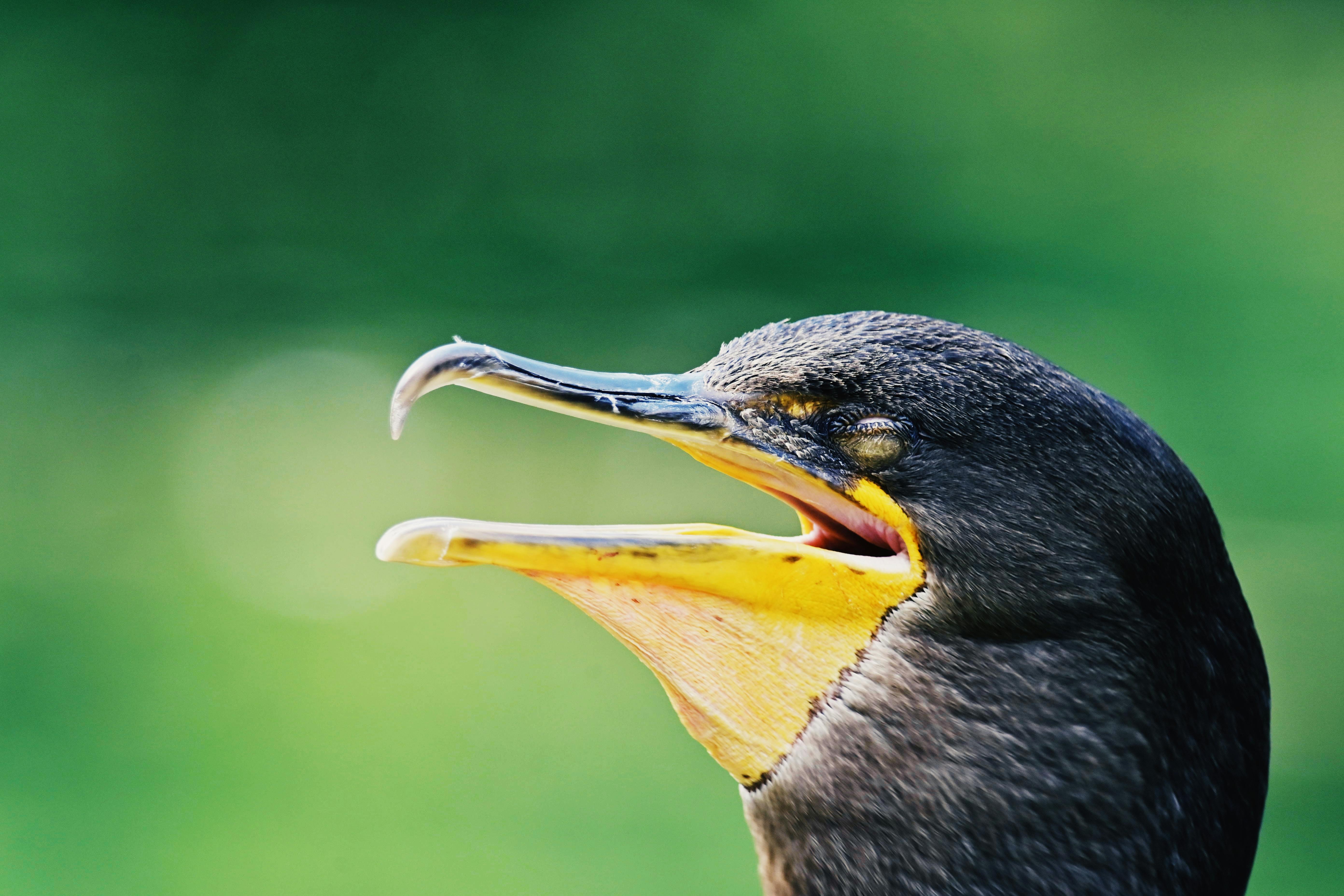 Close Up Photo of Bird's Head · Free Stock Photo