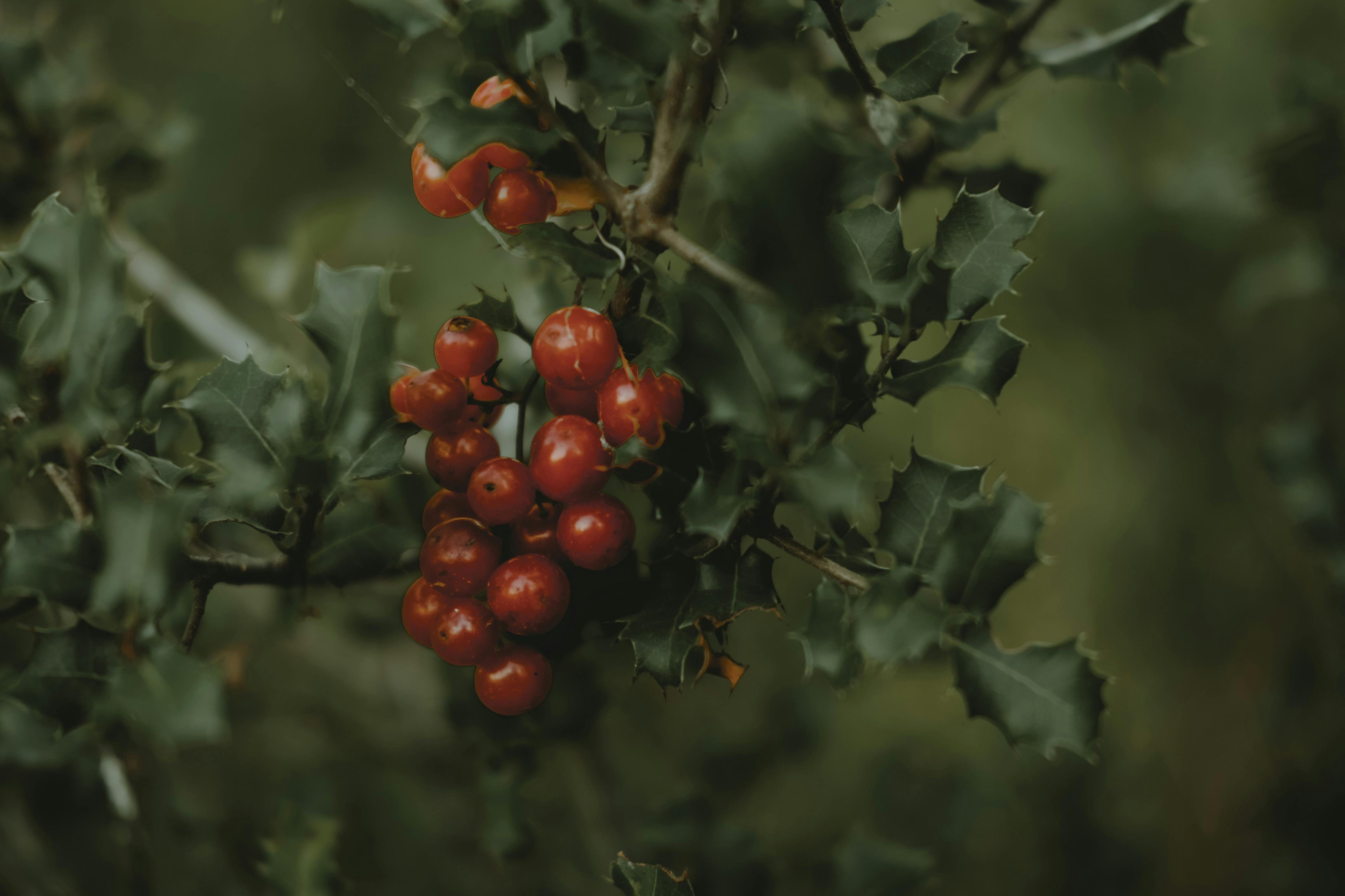 Red Berry Plant · Free Stock Photo