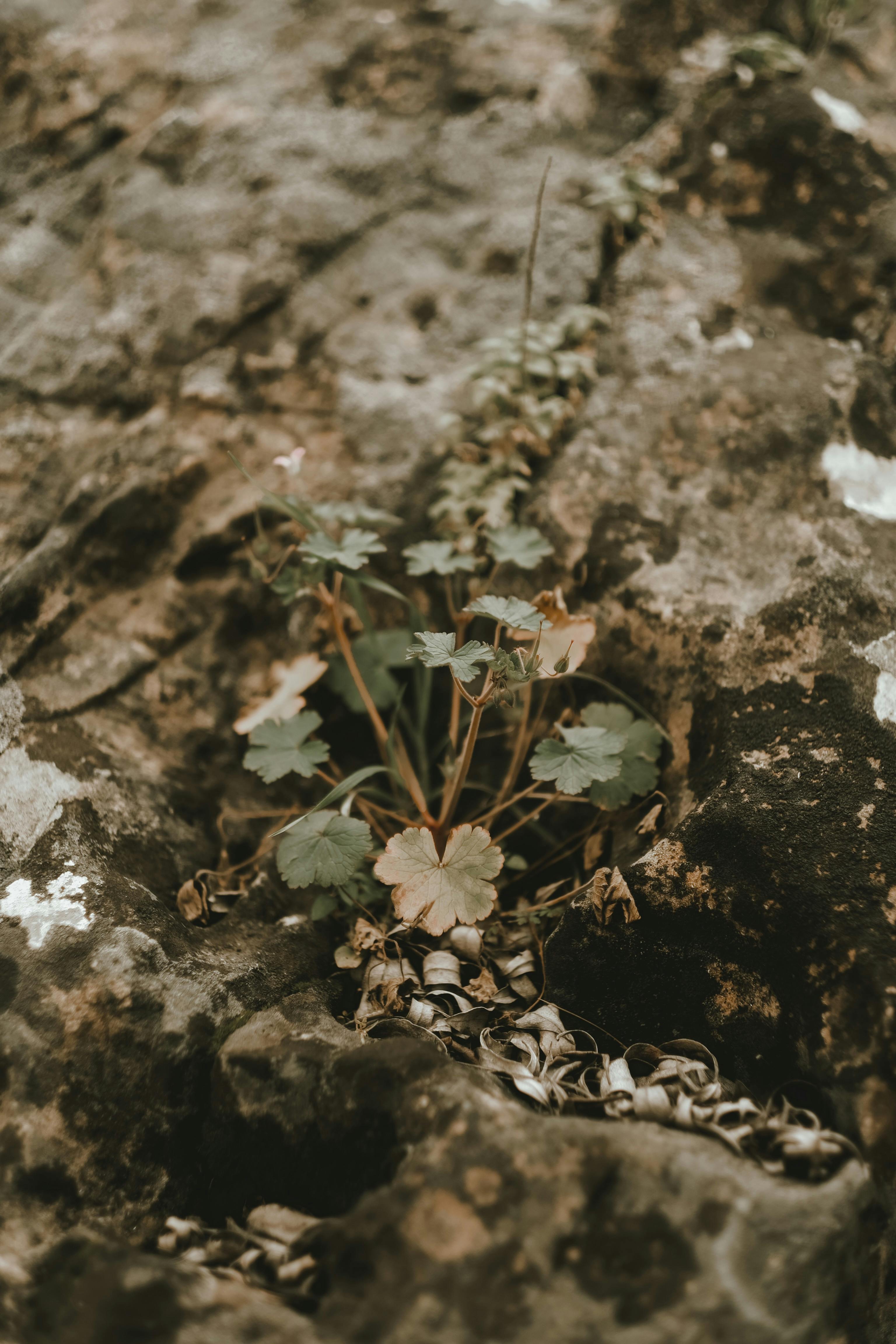 26,123+ Best Free Rocky ground Stock Photos & Images · 100% Royalty ...