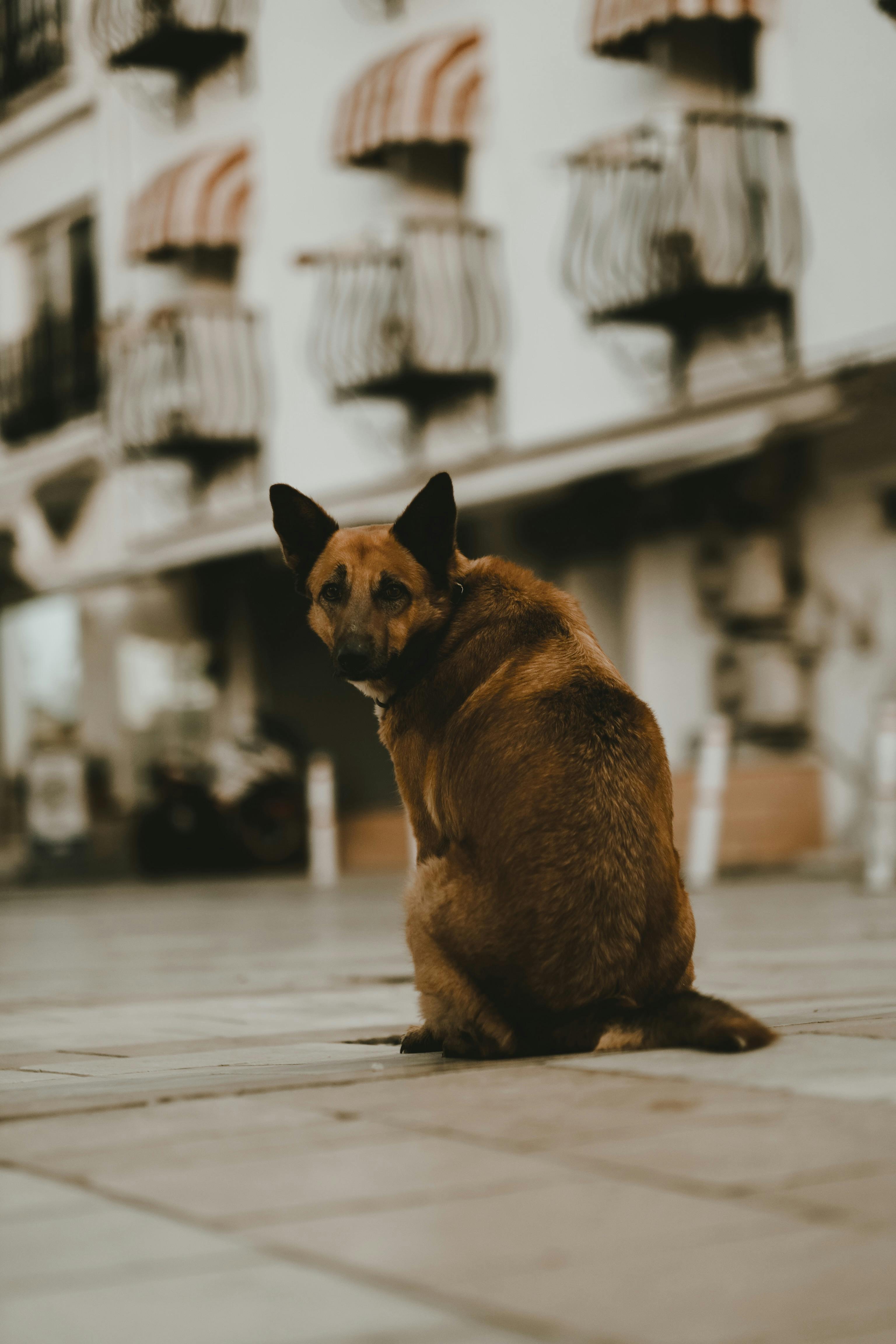 Two Dogs Sitting Outdoors · Free Stock Photo