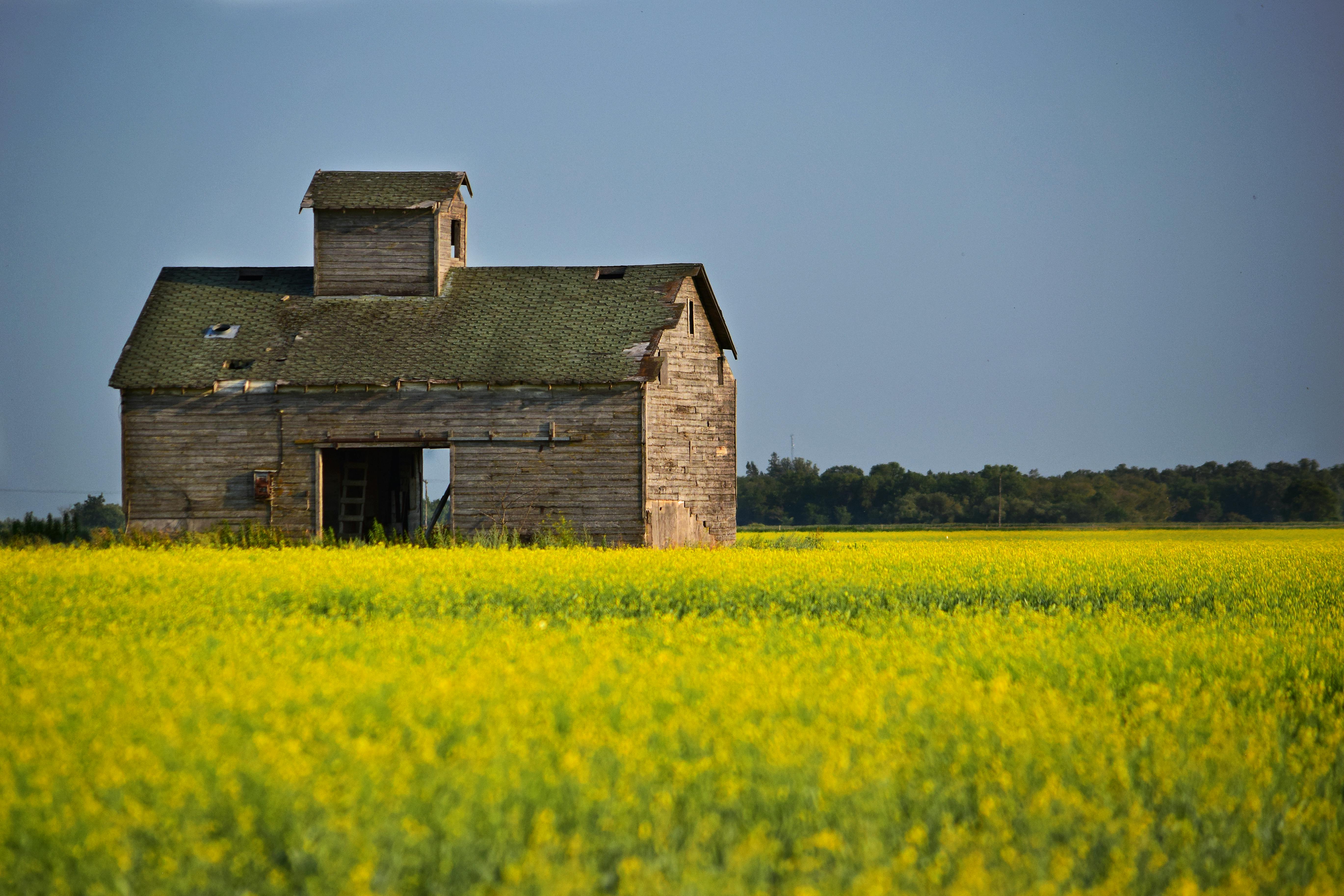 10+ Best Canola Photos · 100% Free Download · Pexels Stock Photos