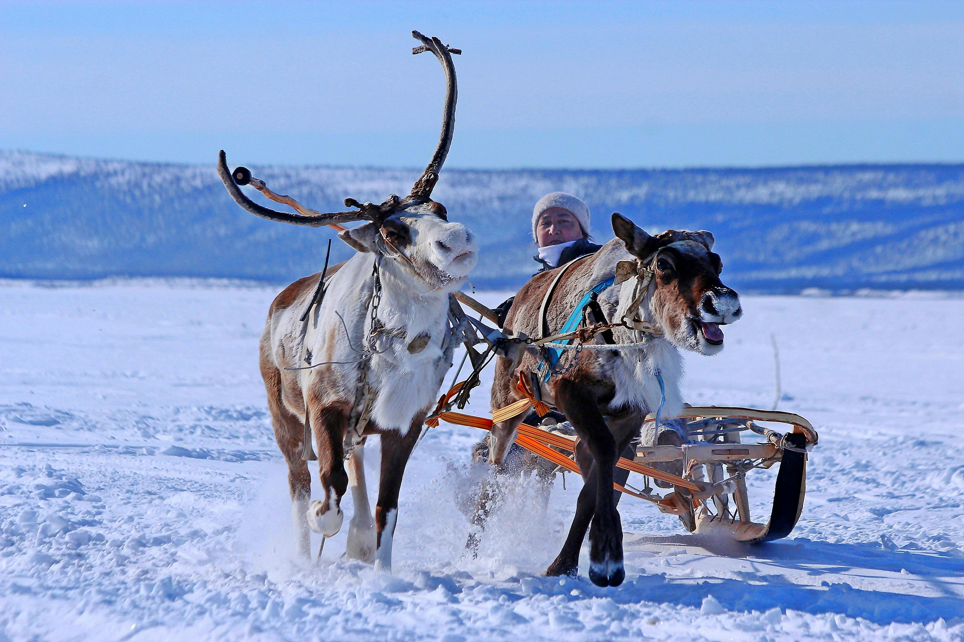 Reindeer Pulling Sled Through Snow · Free Stock Photo