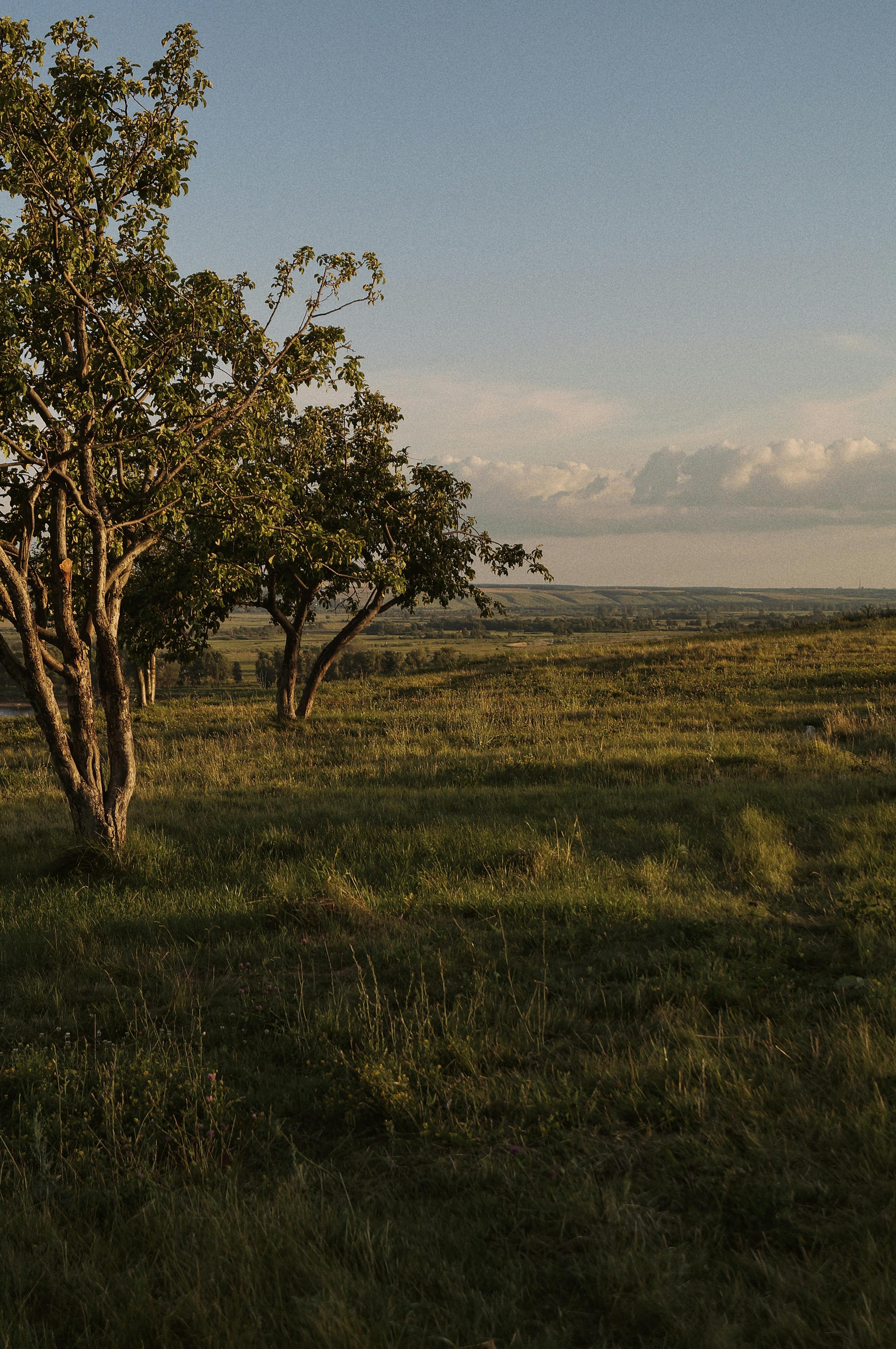Summer Rural Landscape · Free Stock Photo
