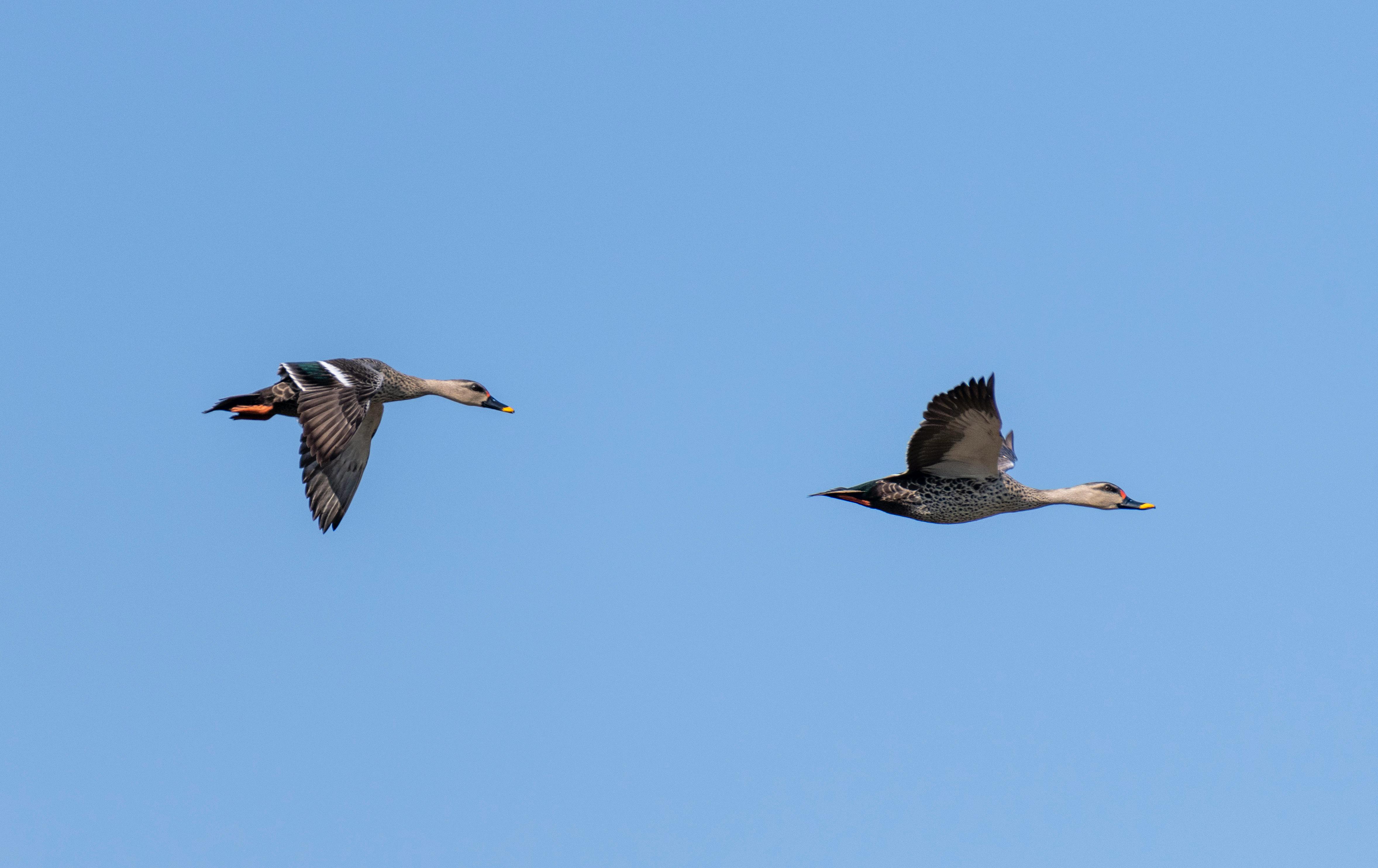 Two Ducks Flying · Free Stock Photo
