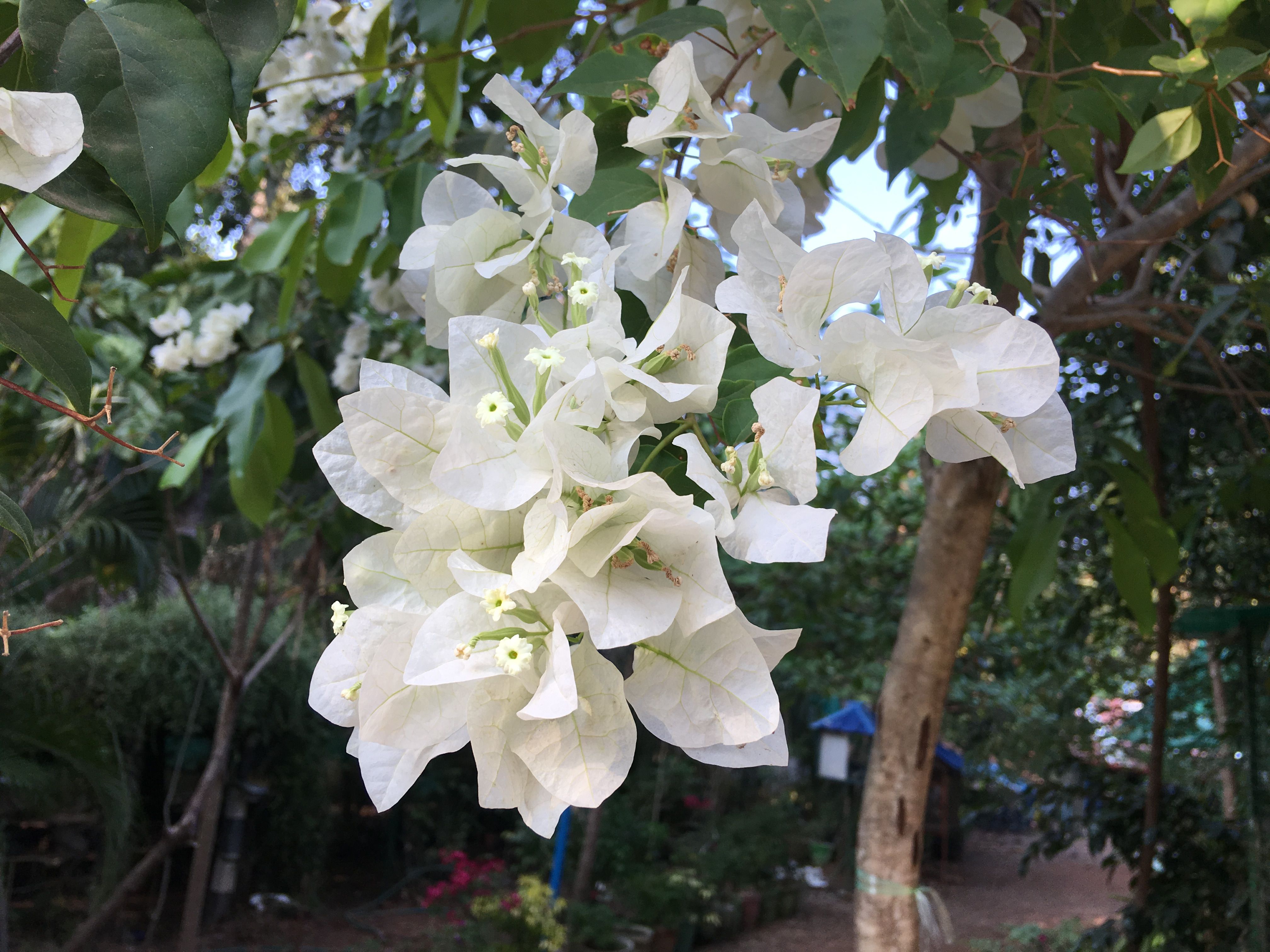 Plant Called White Paper Flower