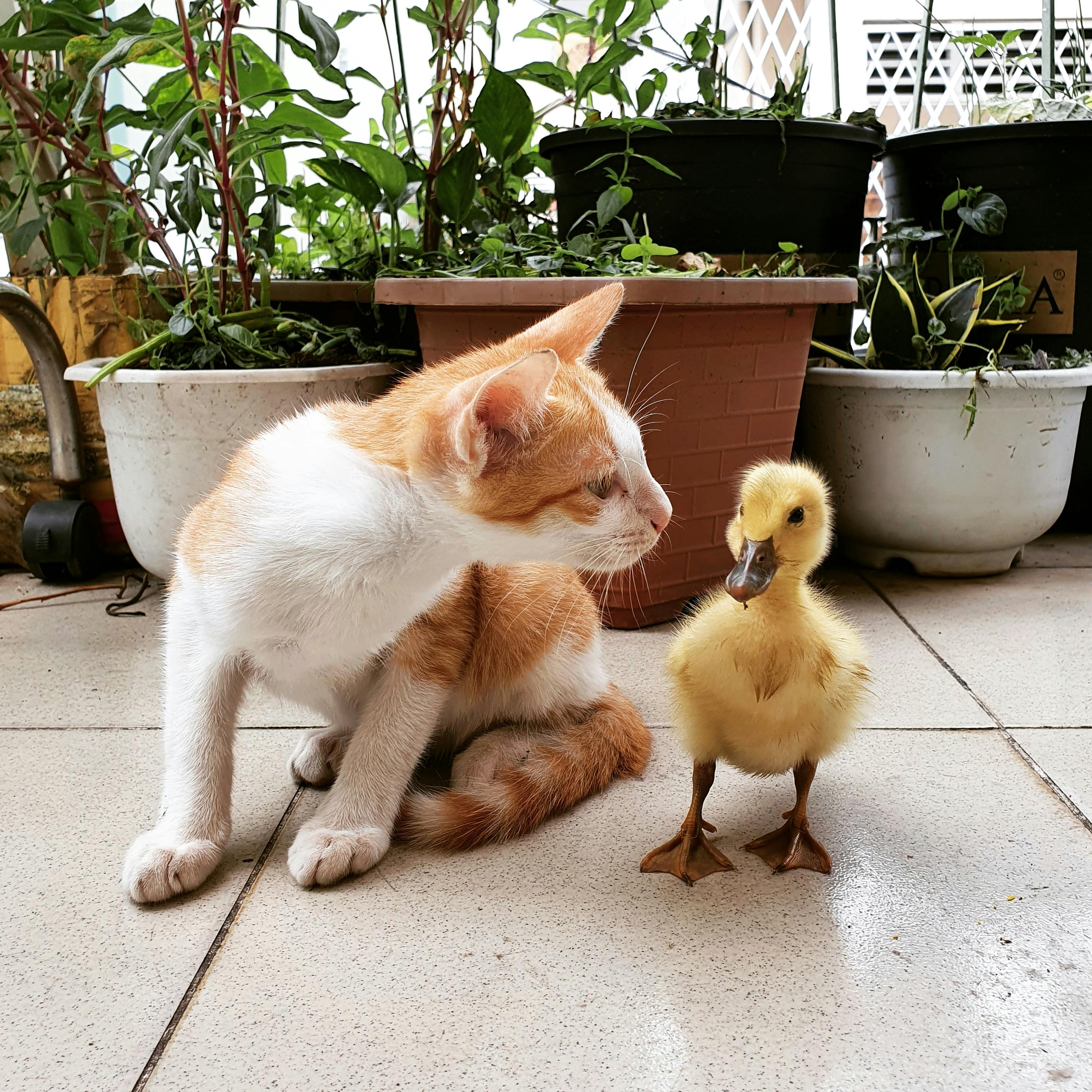 Cat And Duck Photos, Download Free Cat And Duck Stock Photos & HD Images