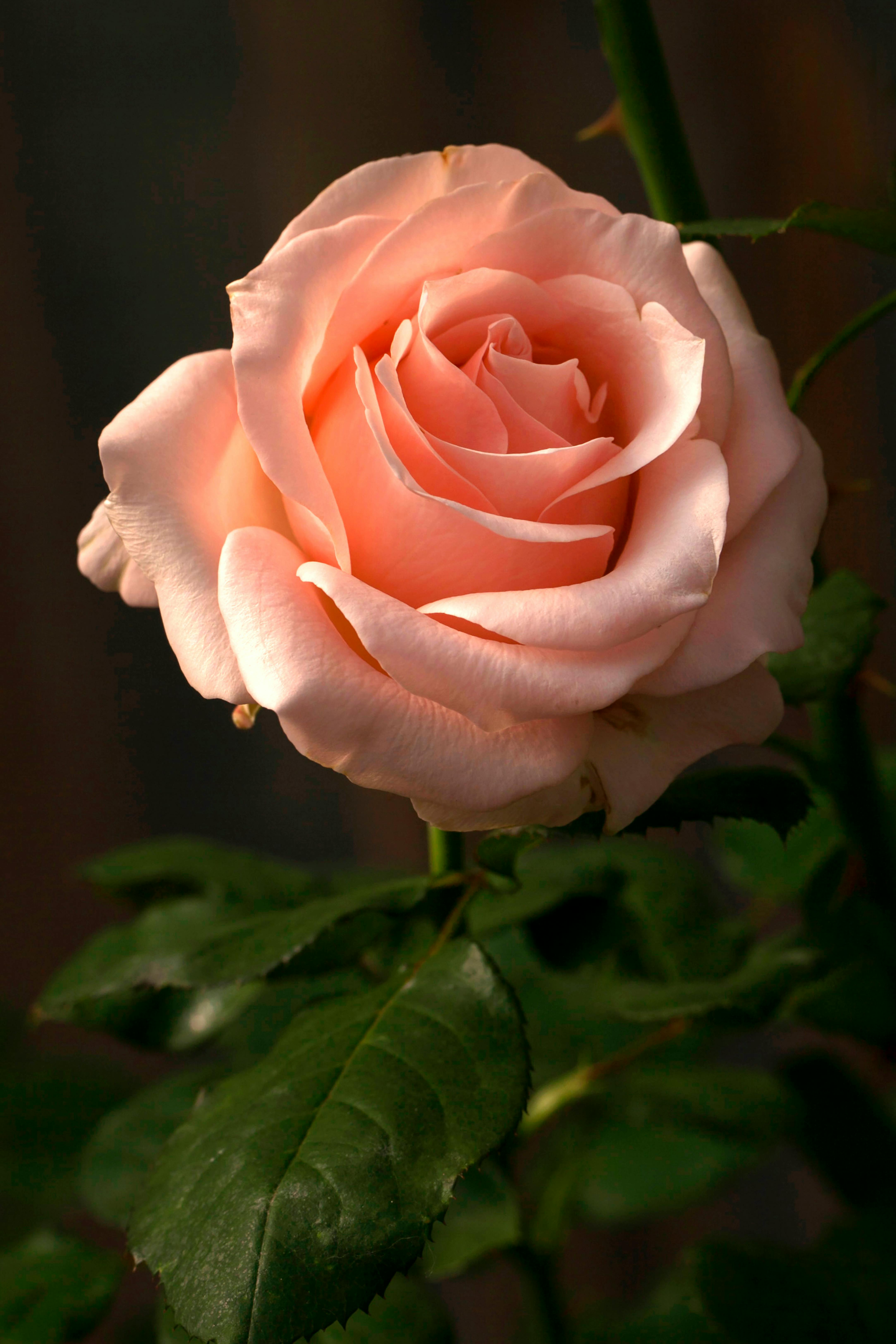 A Scarlet Star Flower in Bloom · Free Stock Photo