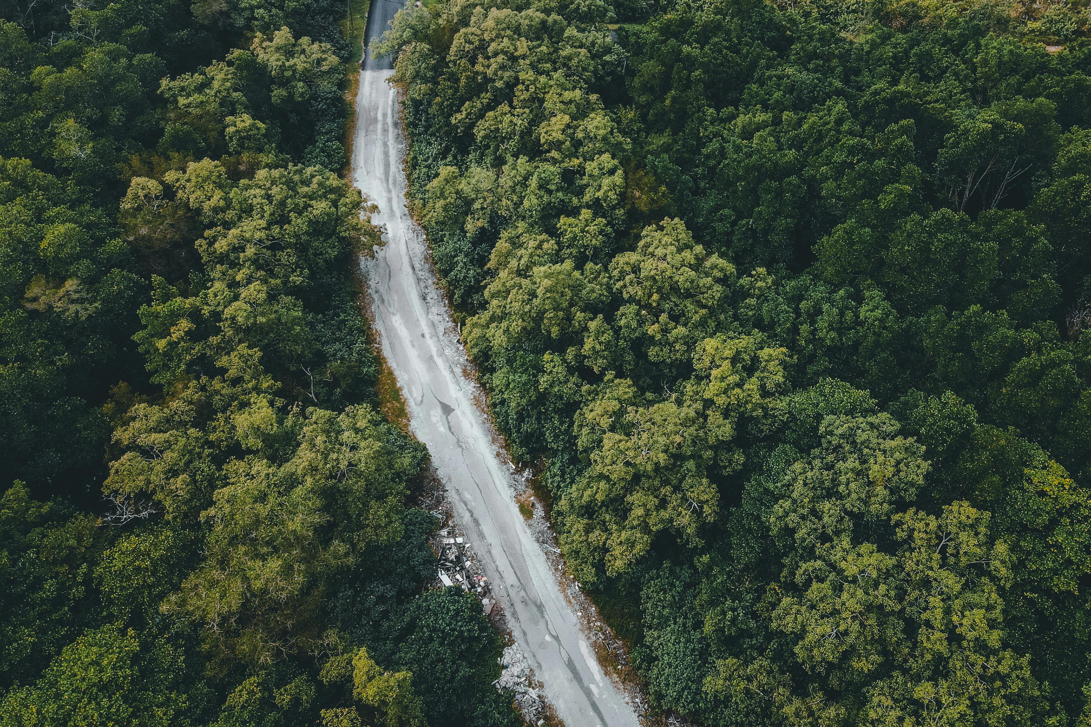 High Angle Shot of Green Trees · Free Stock Photo