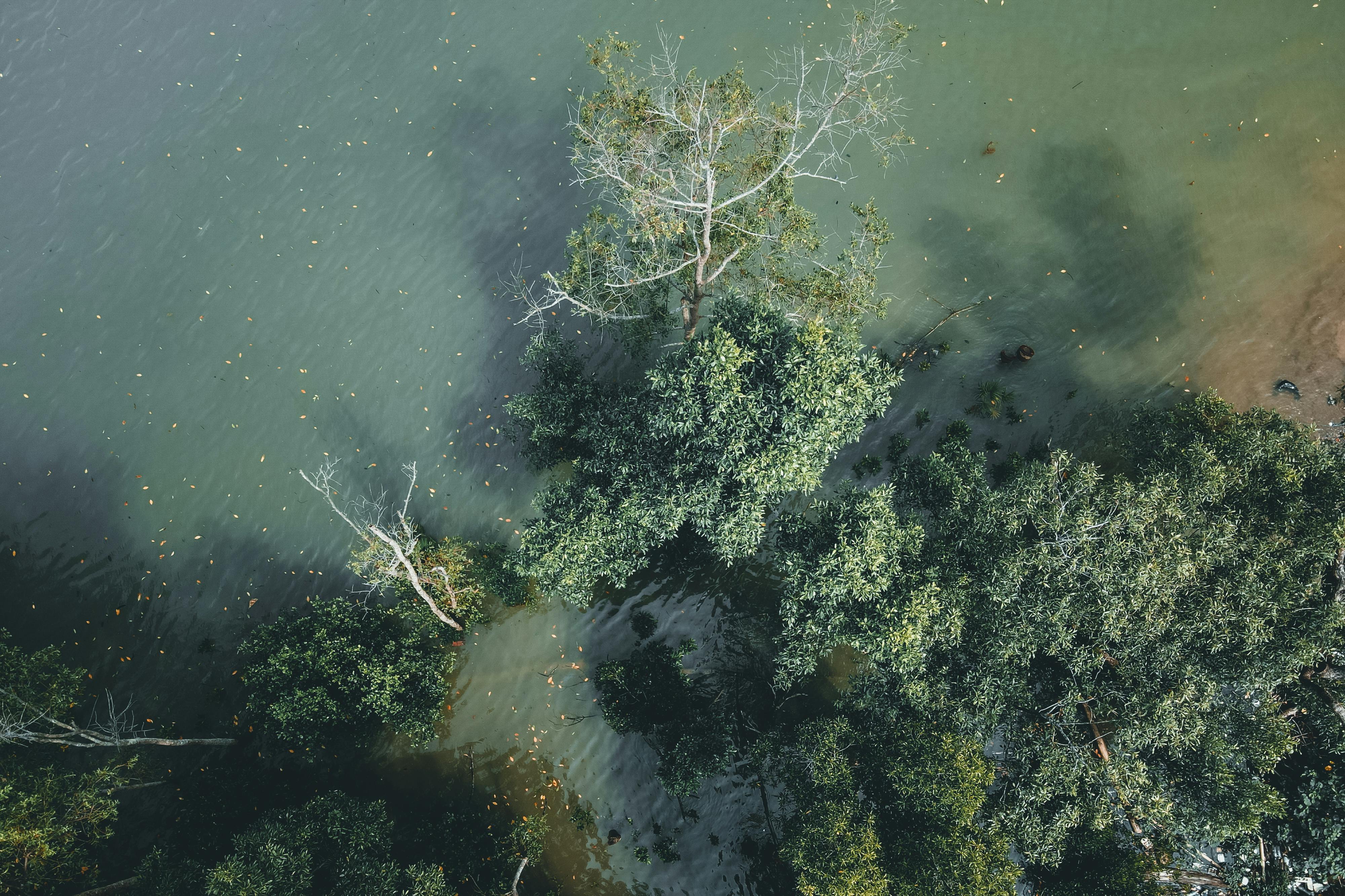 Trees on Sea Shore · Free Stock Photo