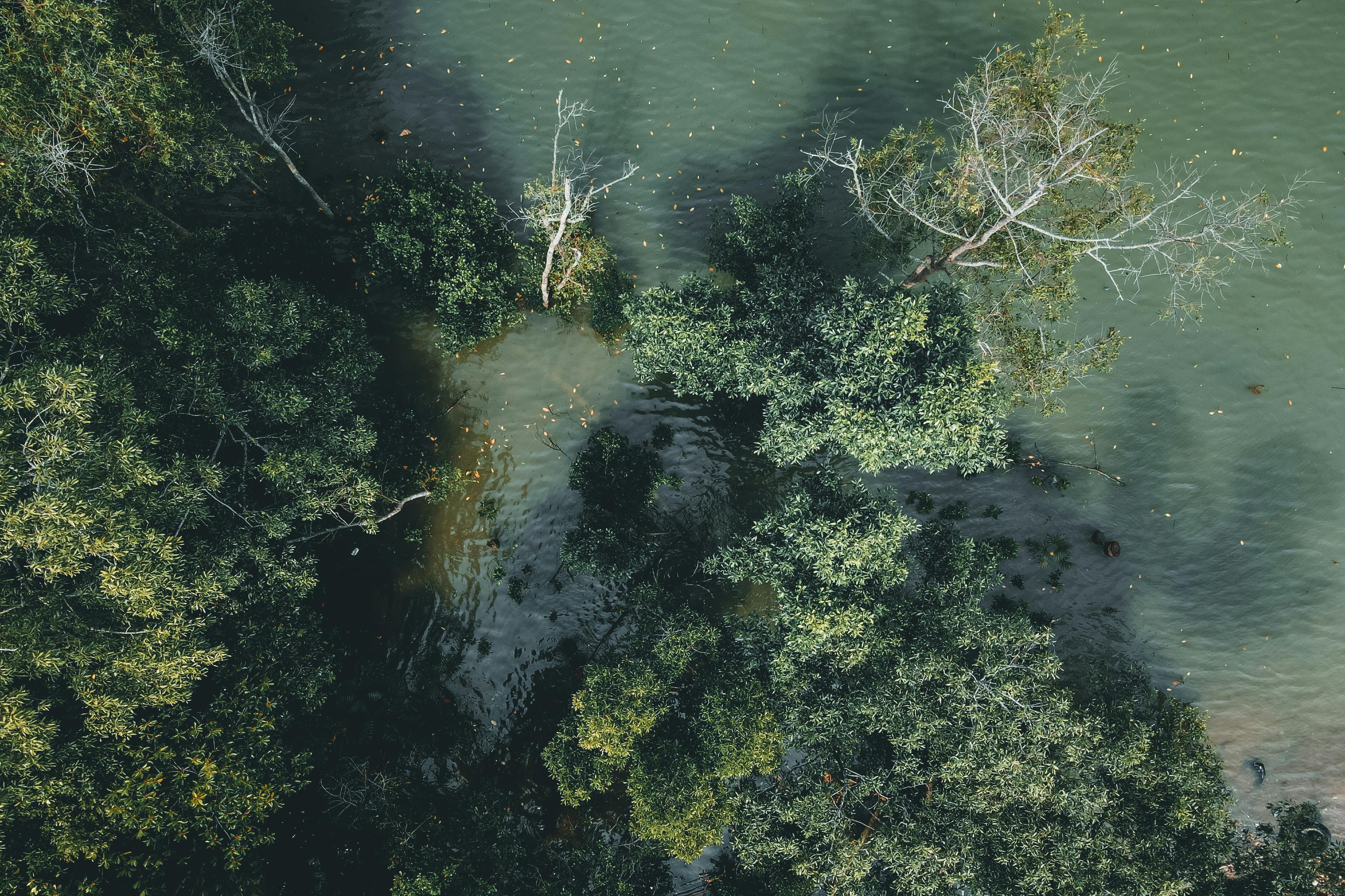 Green Trees on River · Free Stock Photo
