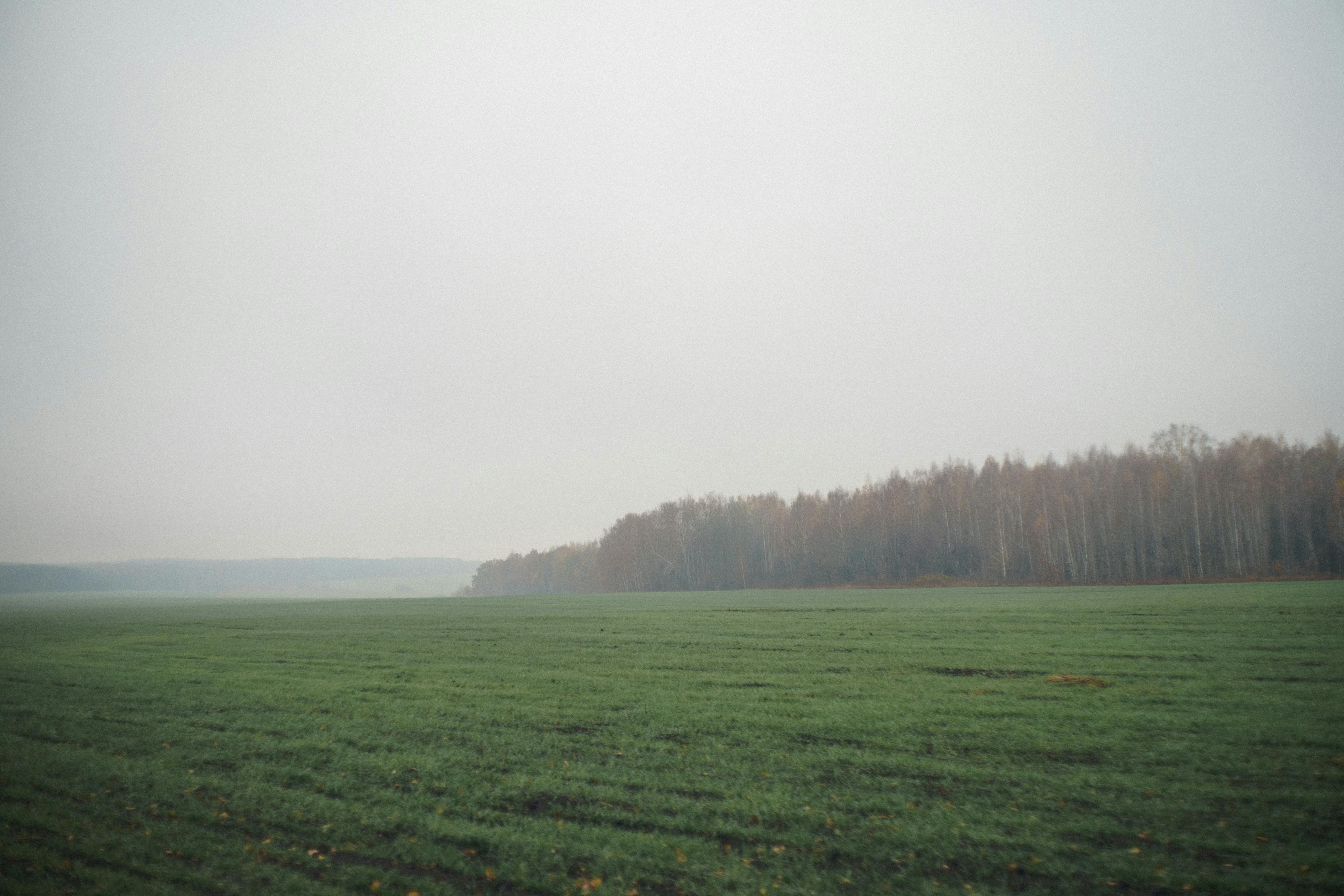 A Foggy Field · Free Stock Photo