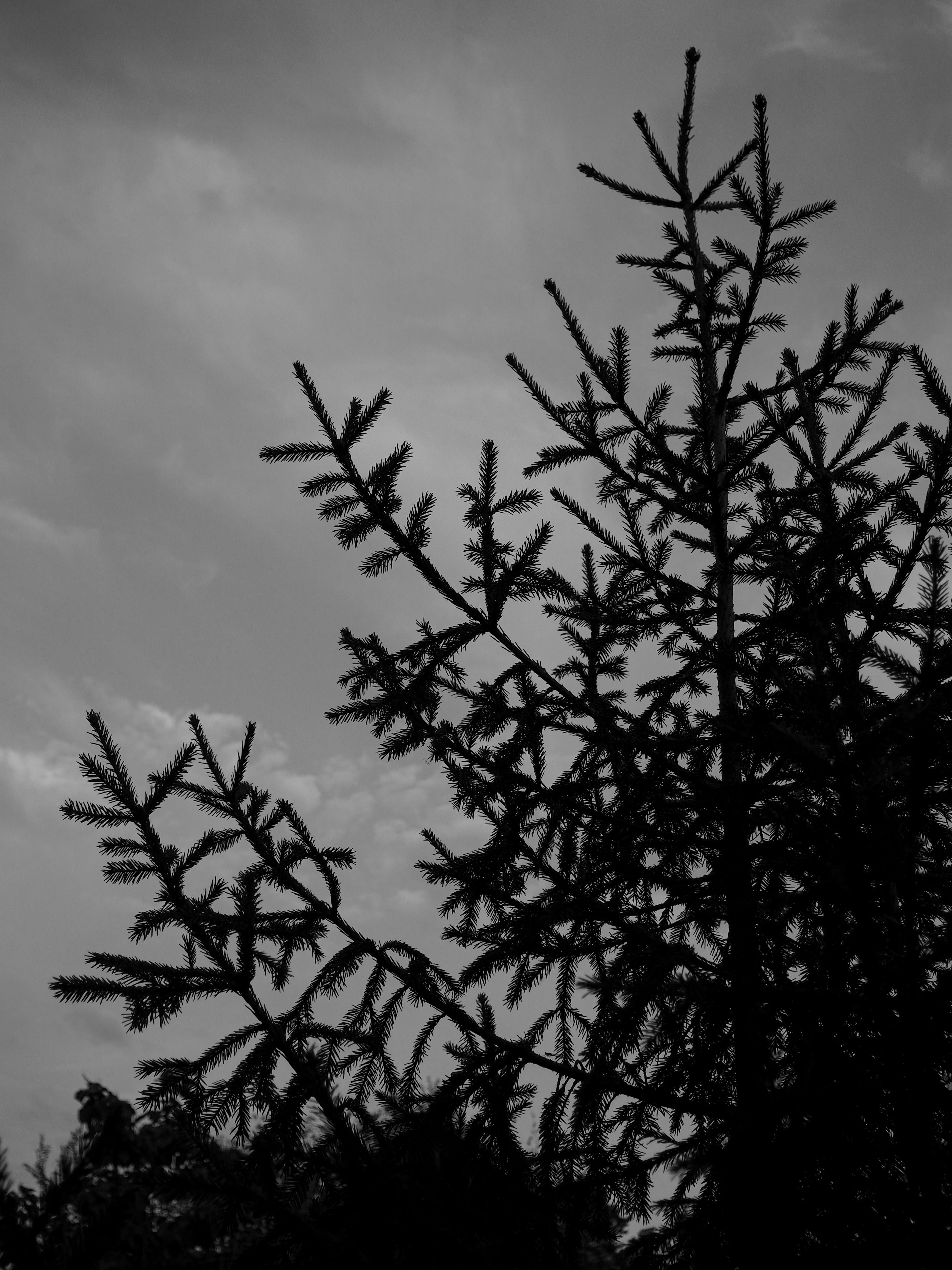 Grayscale Photo of Trees Under Starry Night · Free Stock Photo