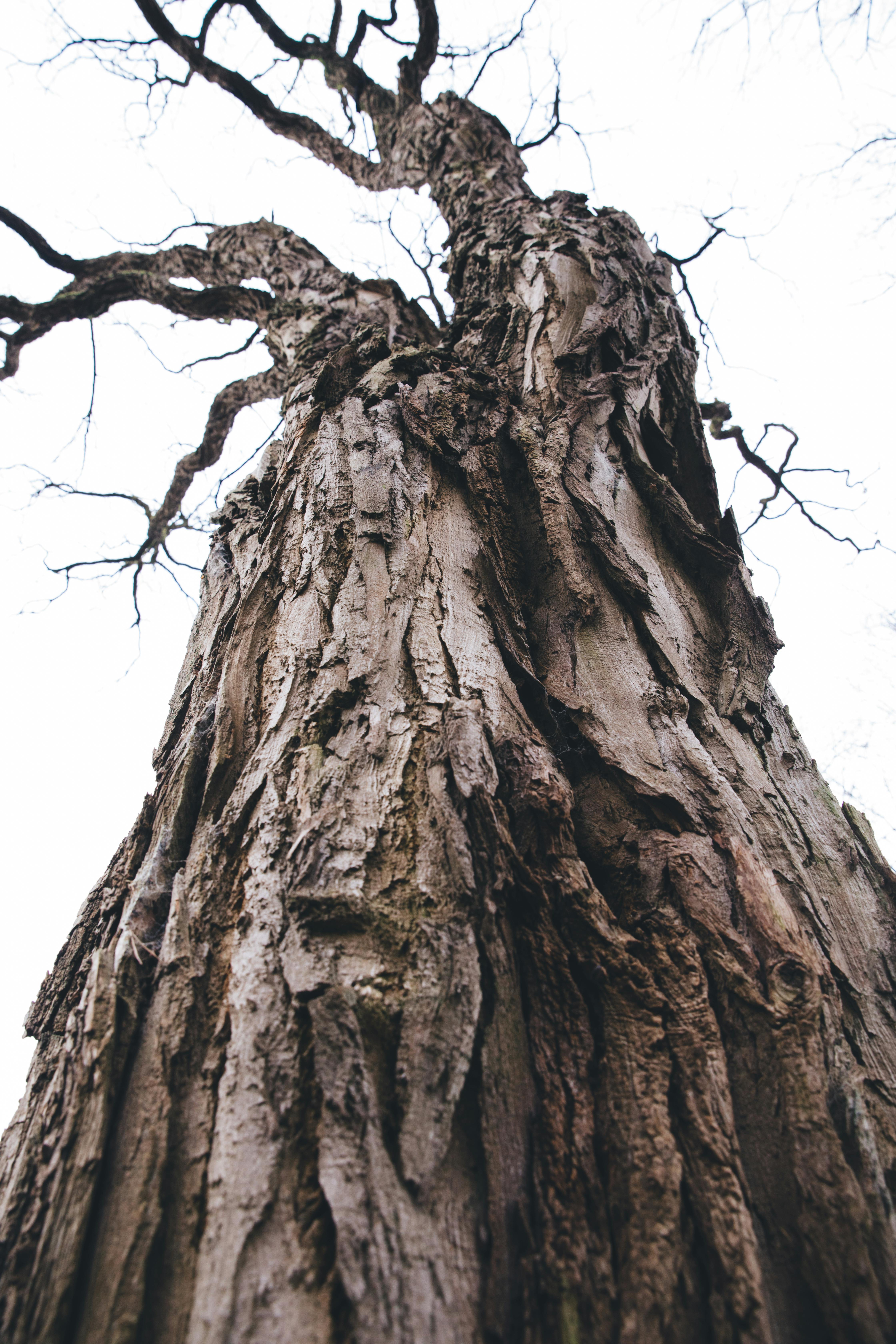 Free stock photo of dead tree, tree bark, wood