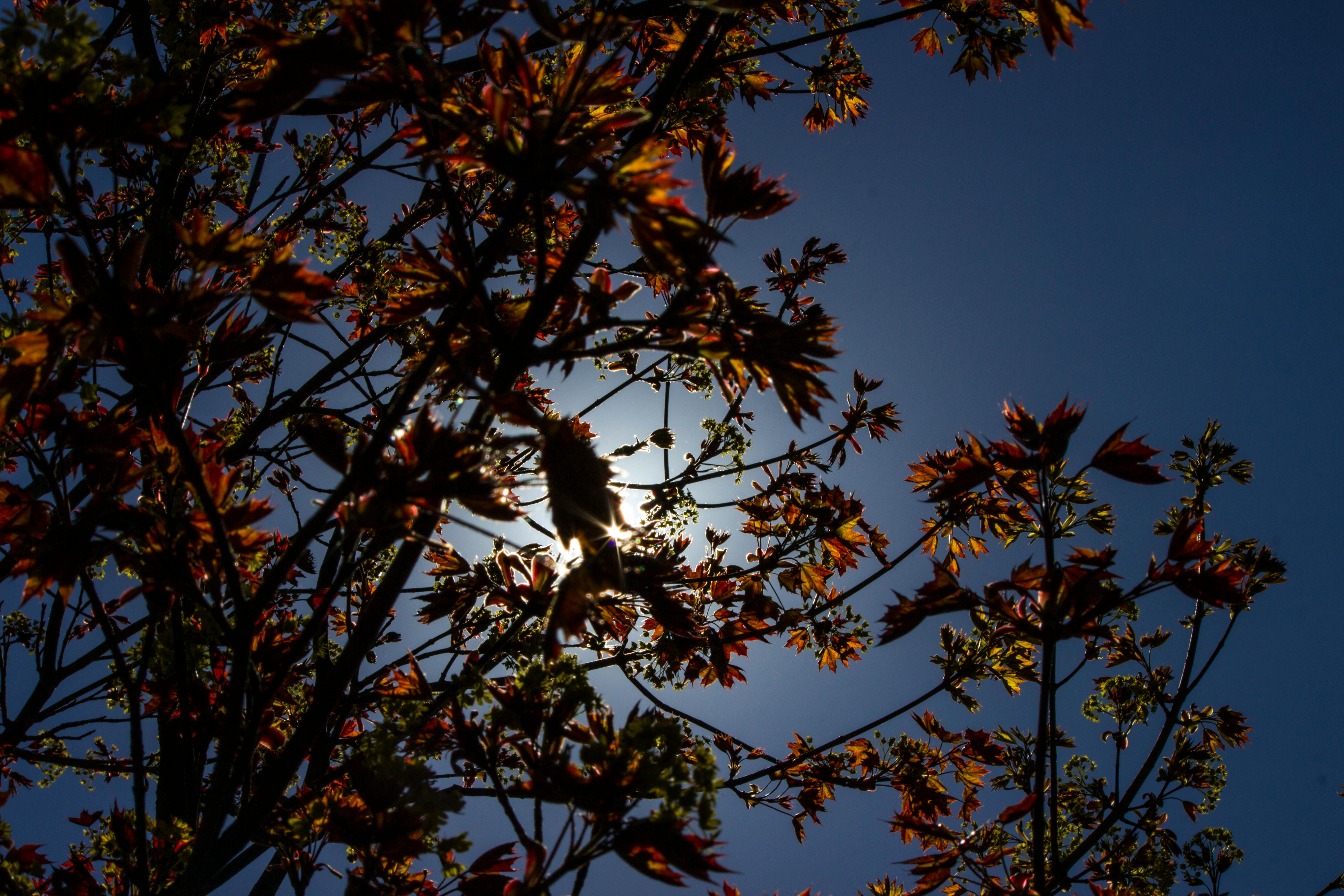 Free stock photo of leaf, spring, sun