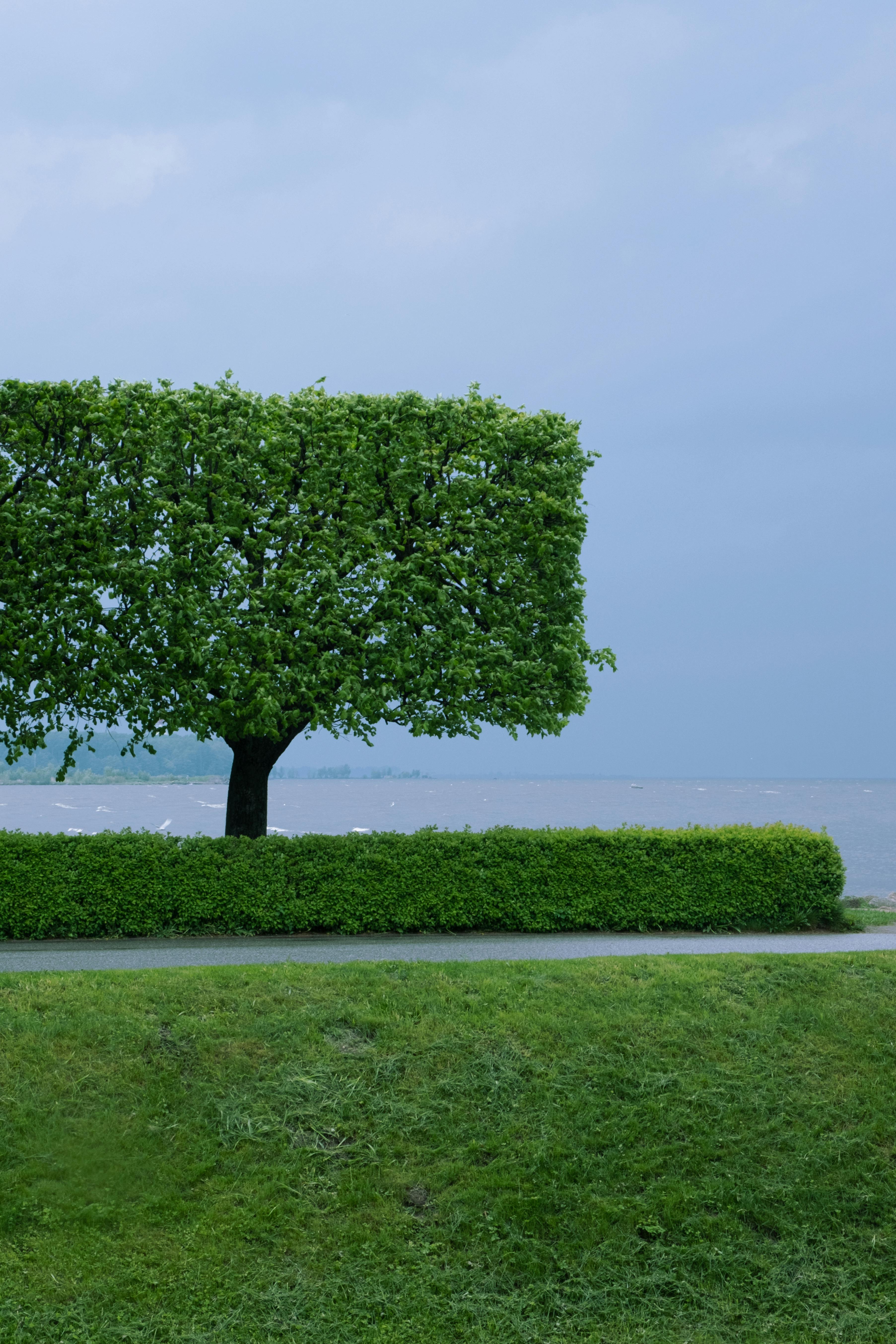 A Green Tree on Green Grass Field · Free Stock Photo