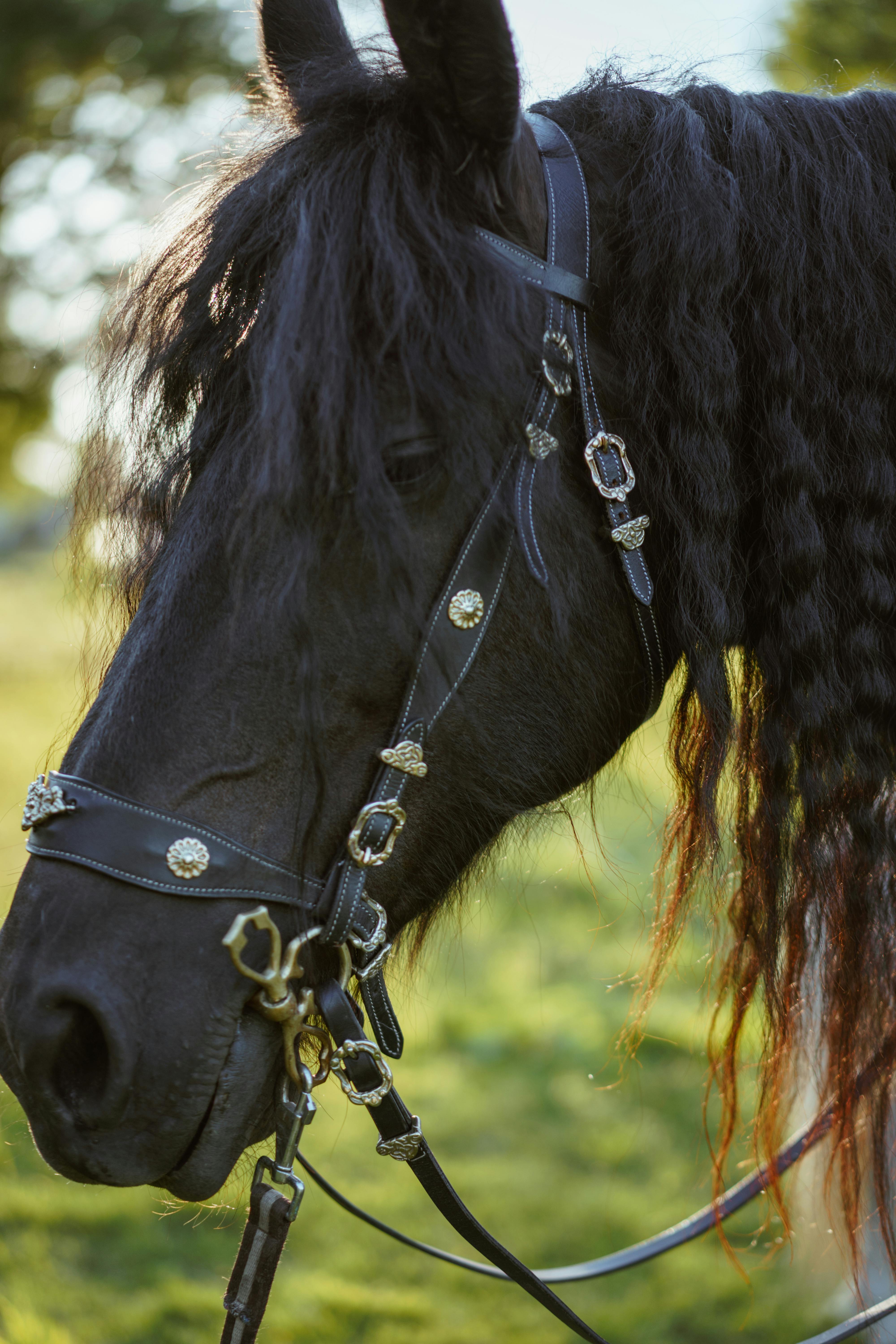 300+ Best Bridle Hitch Photos · 100% Free Download · Pexels Stock Photos