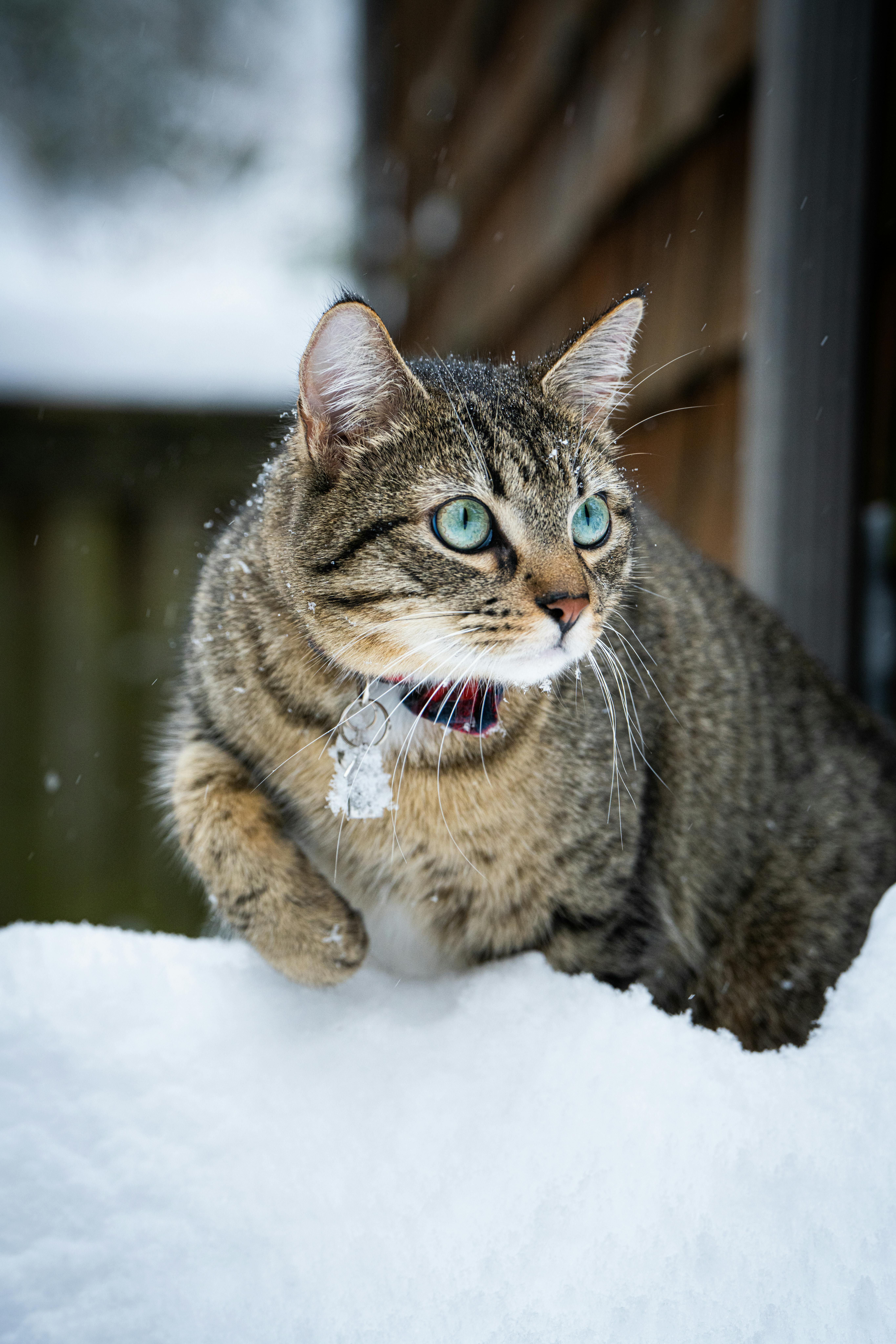 Cat With Identification Photos, Download The BEST Free Cat With ...